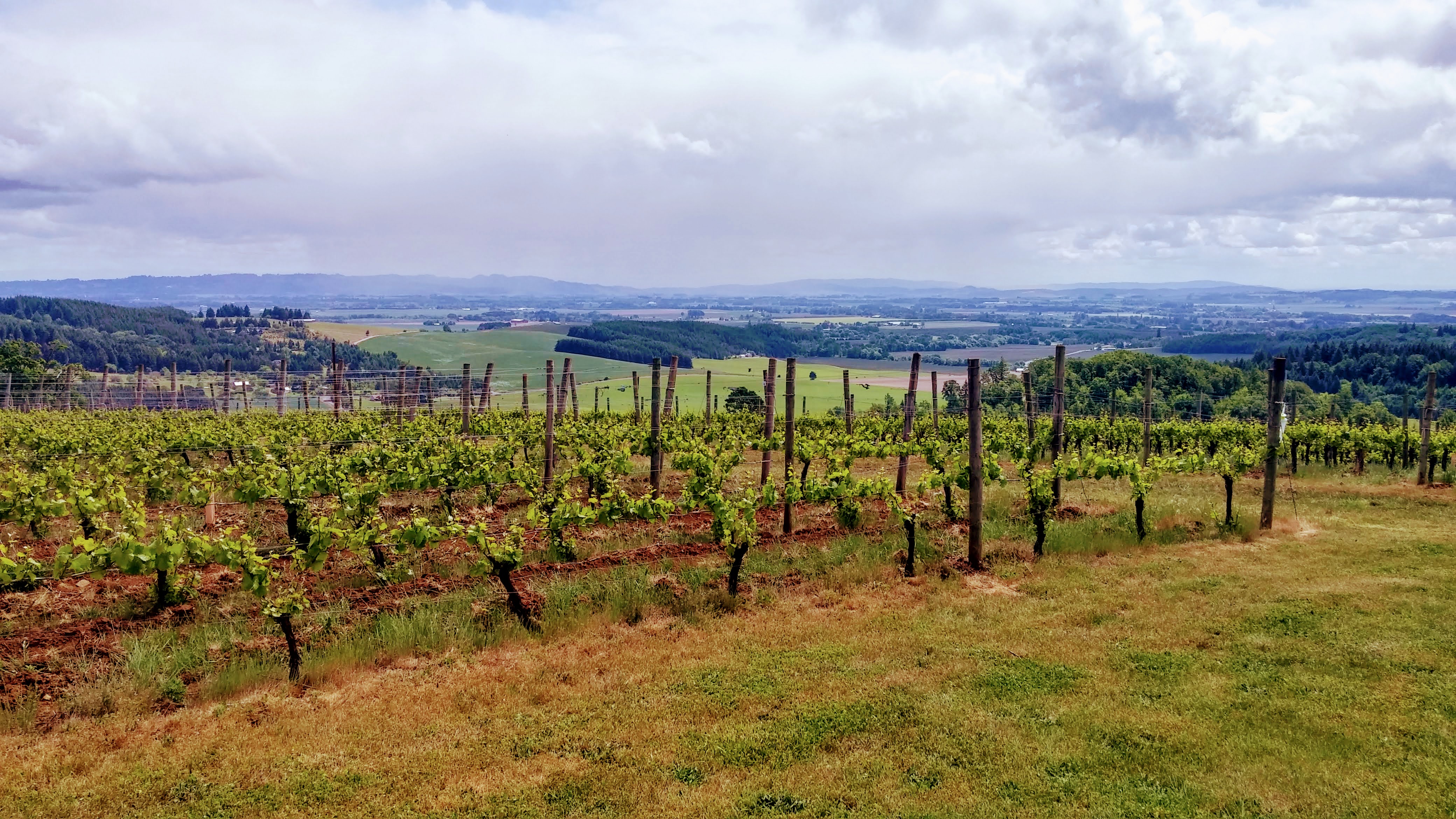 Hidden wine gems along Oregon Highway 18 - oregonlive.com