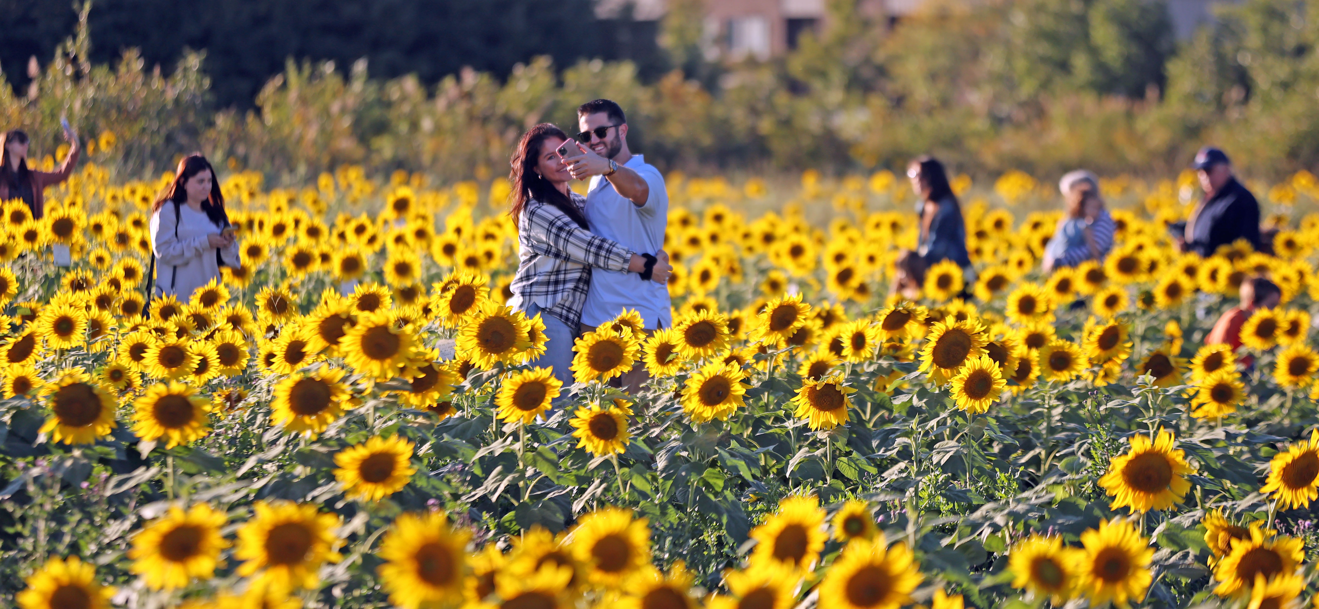 Maria’s Field of Hope in Avon is in full bloom, September 29, 2021 ...