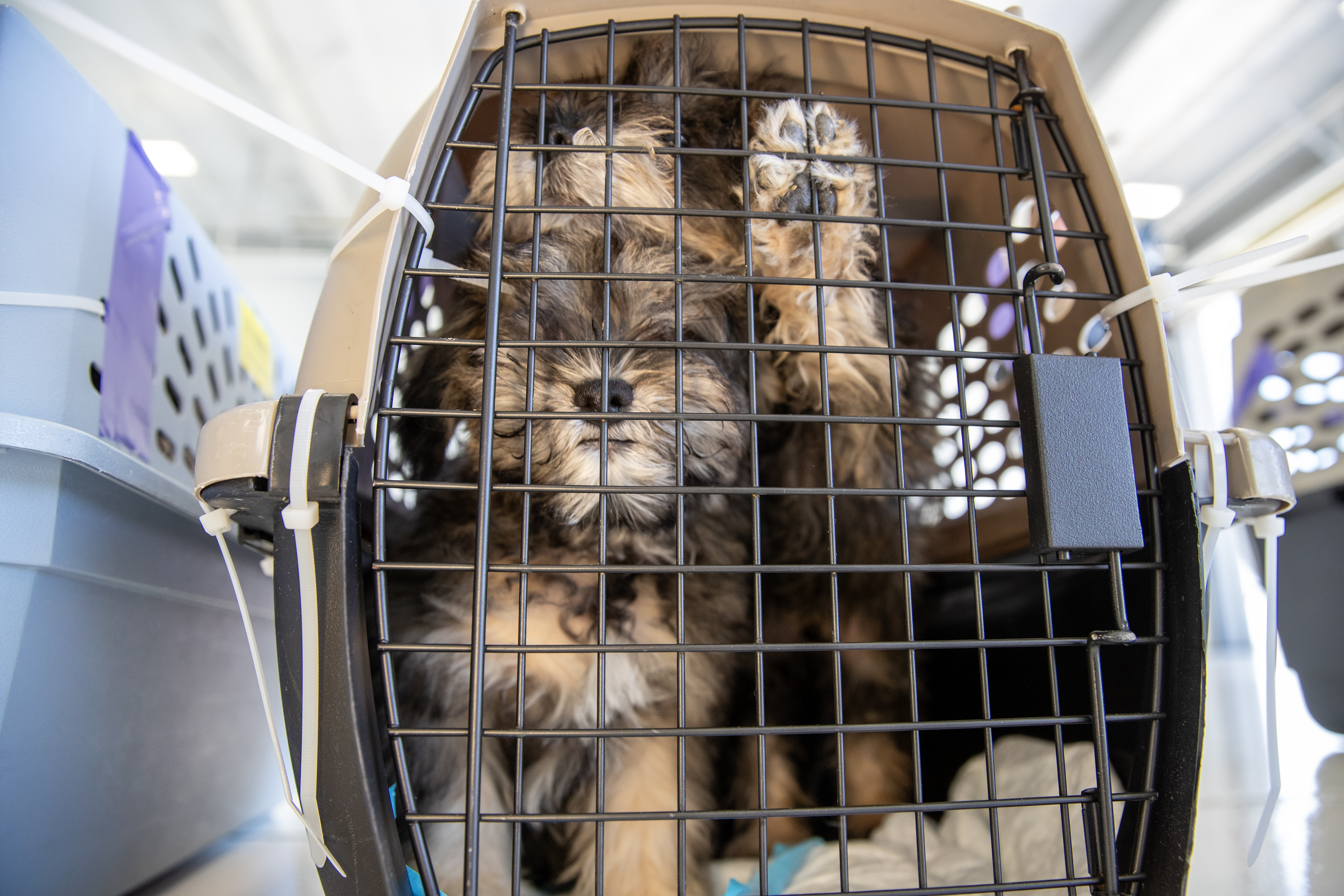 Bissell Pet Foundation rescues dogs from alleged puppy mill - mlive.com
