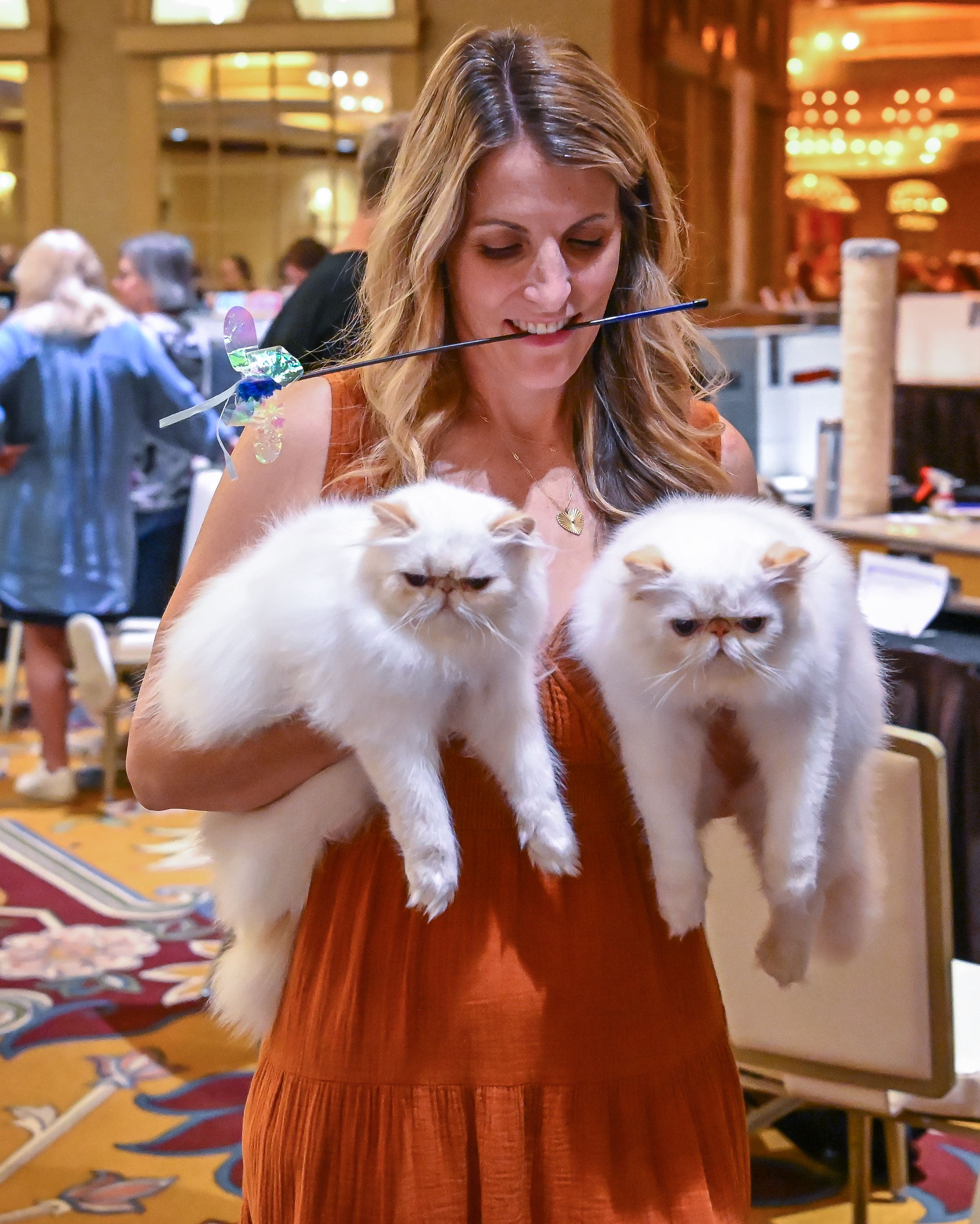 Whiskered wonders prowl at Springfield cat show - masslive.com