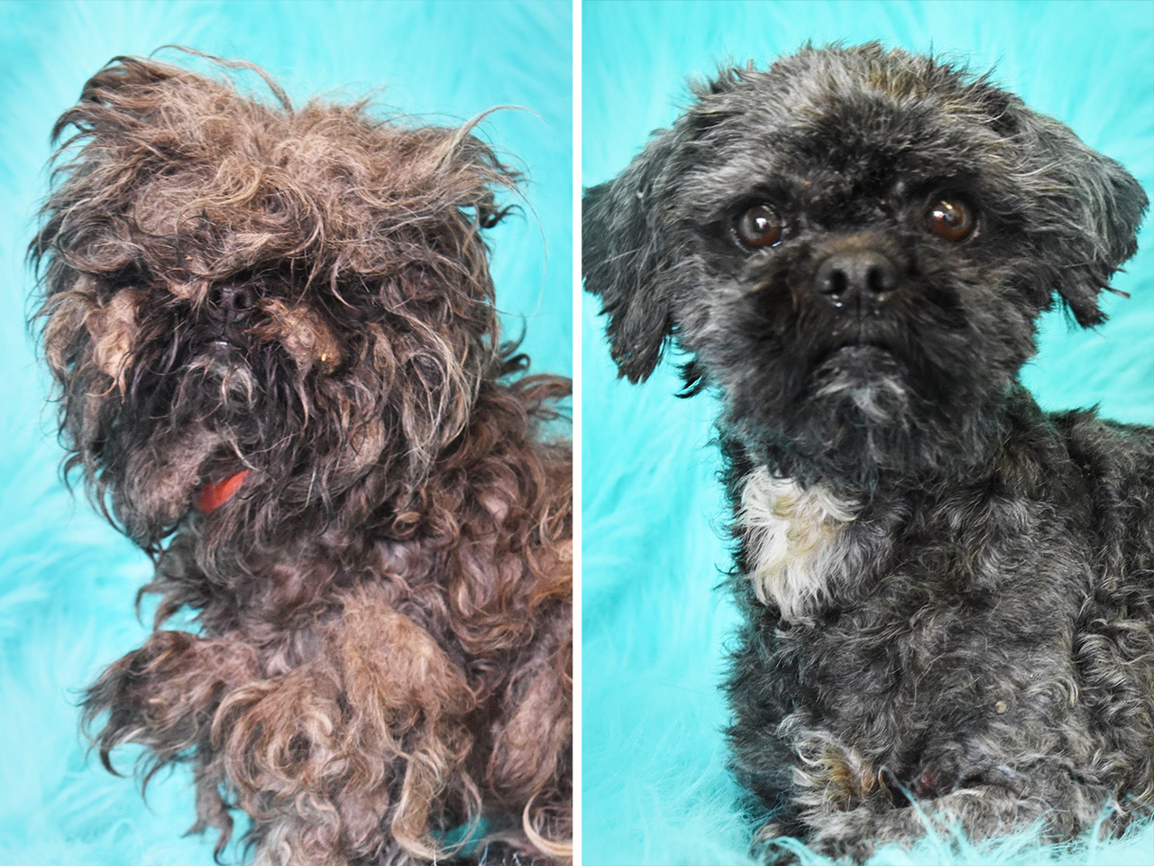 Top 10 Shelter Dog Makeovers of 2020 - pennlive.com
