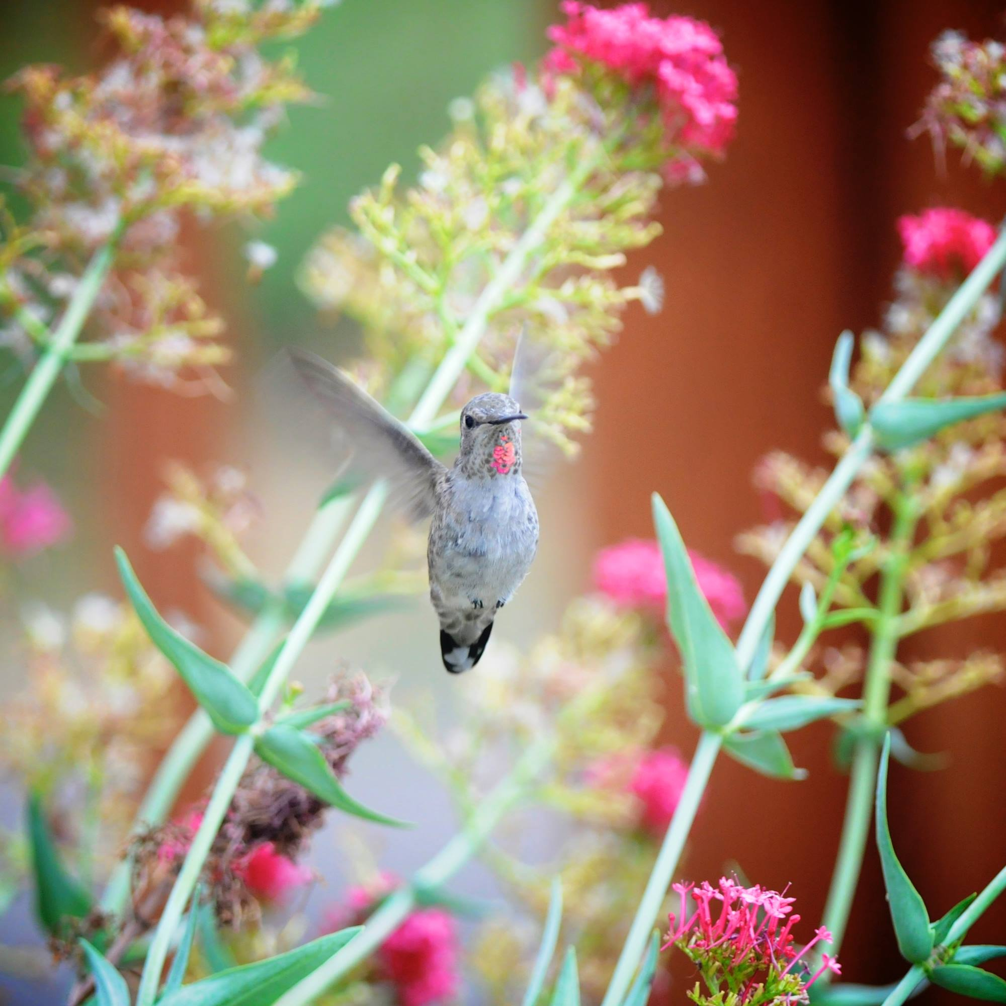 The seven species of Oregon hummingbirds - oregonlive.com