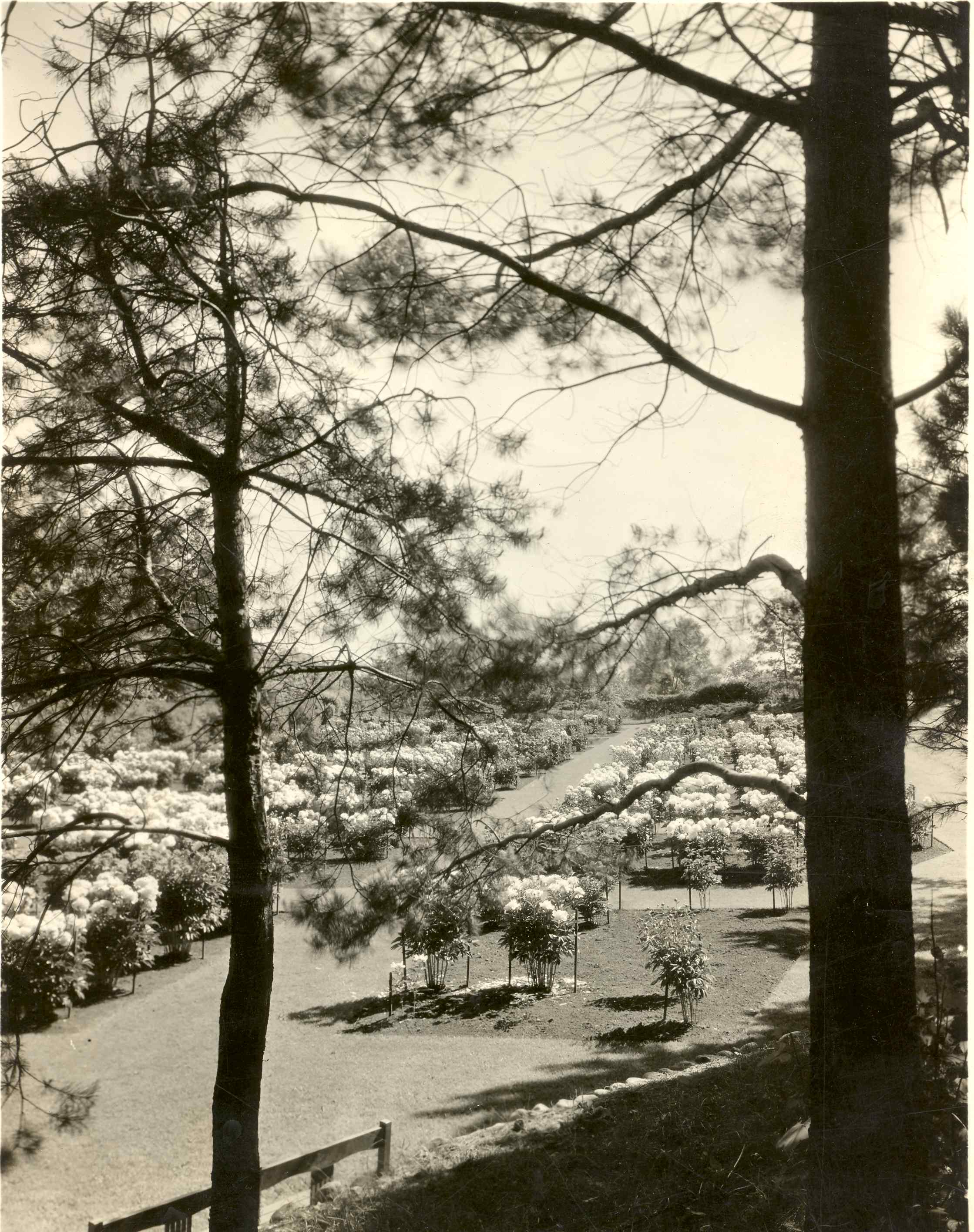 Peony Garden through the years - mlive.com