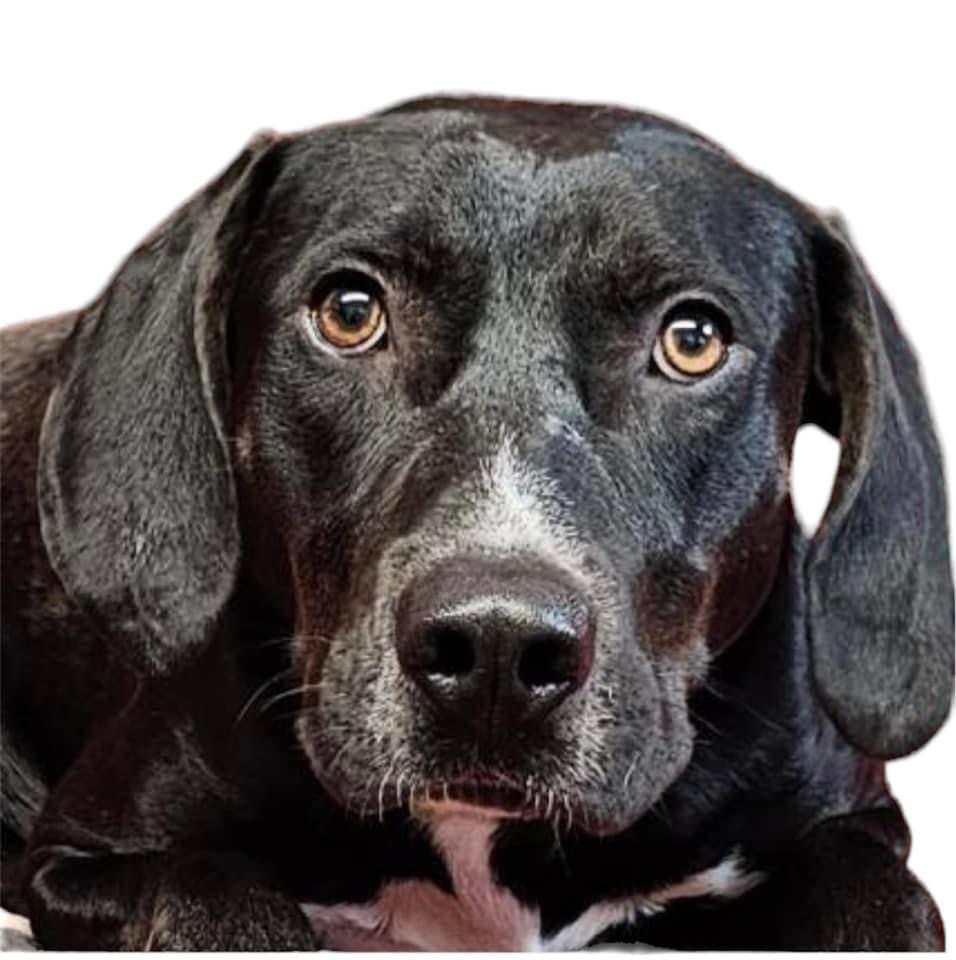 LOST AND FOUND PETS: STATEN ISLAND - silive.com