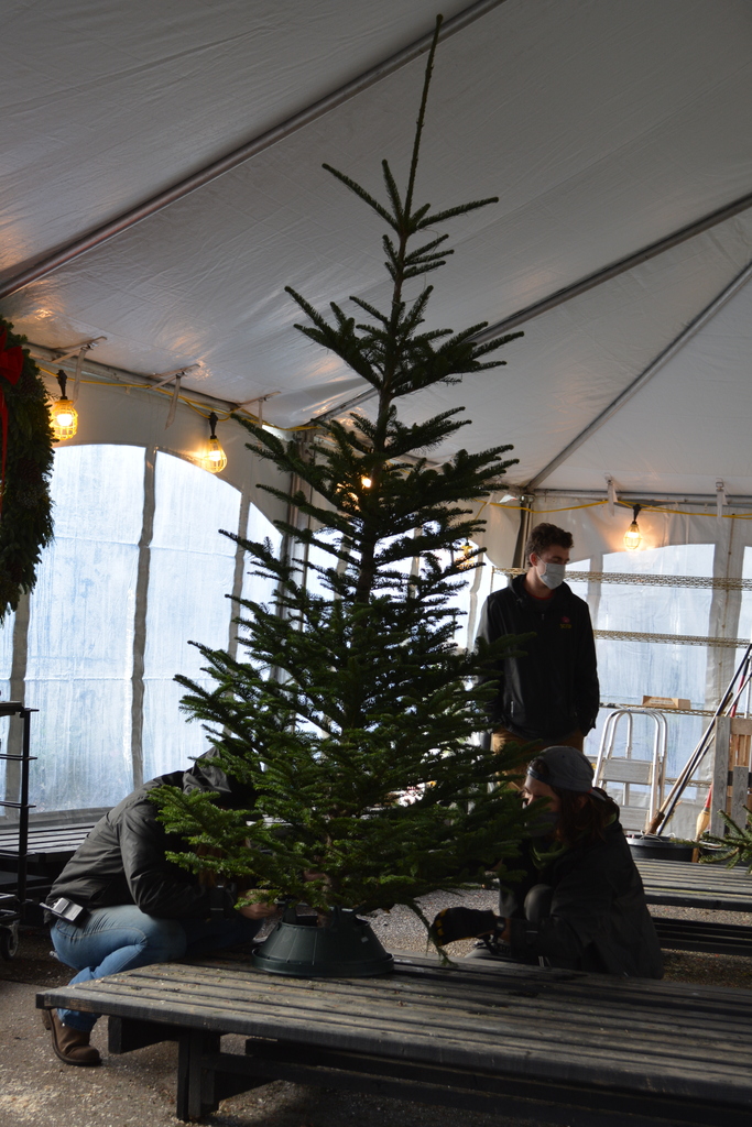 2020 Christmas trees in Oregon - oregonlive.com