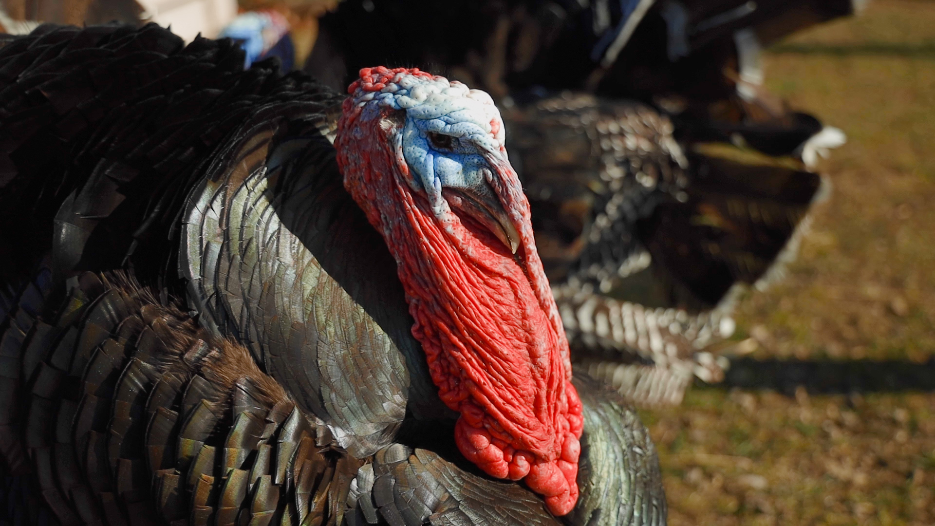 Rescued farmed animals live the good life at The Barn Sanctuary - mlive.com