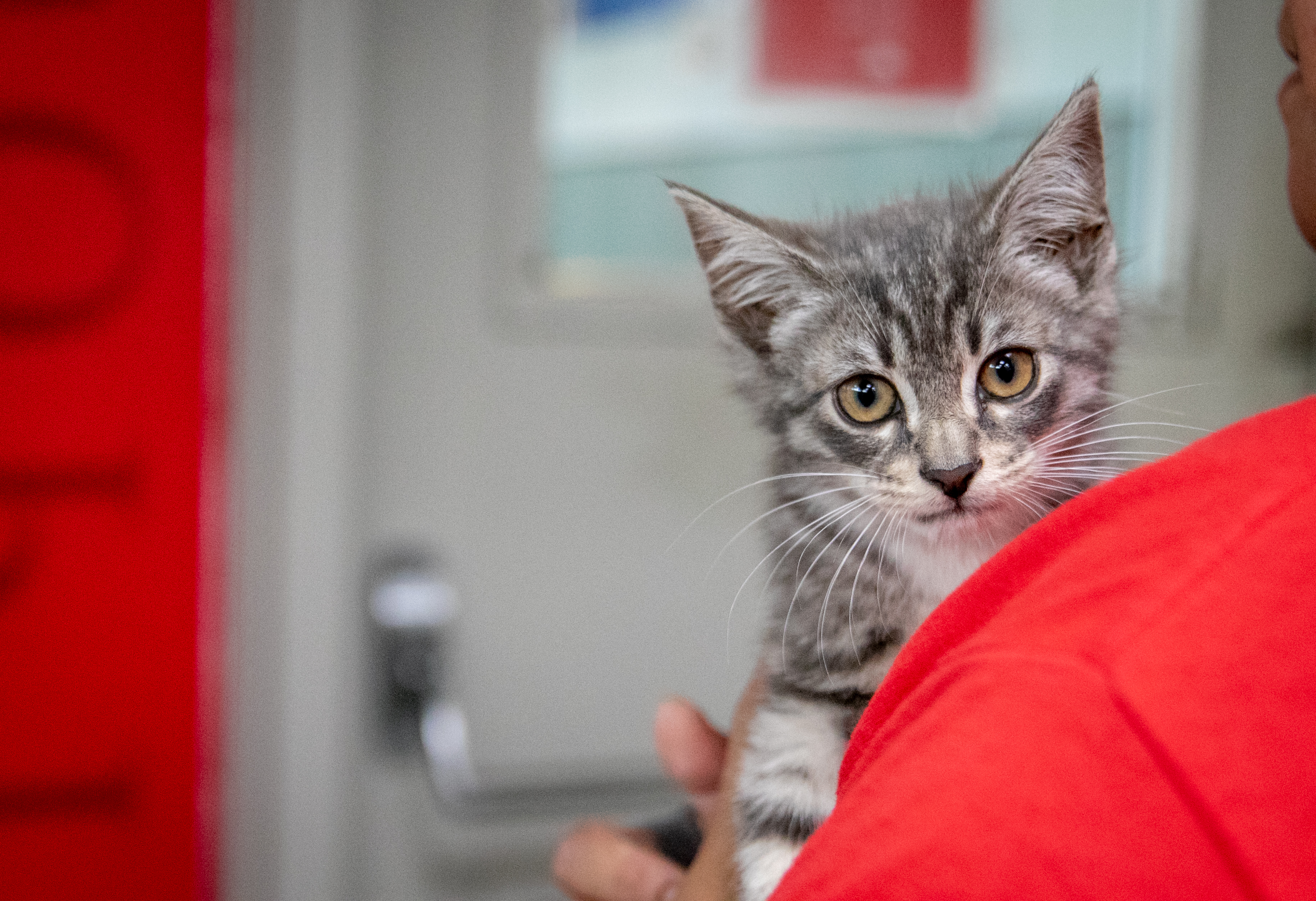 Wharf, kitten rescued from steep, rocky embankment below Fall River ...