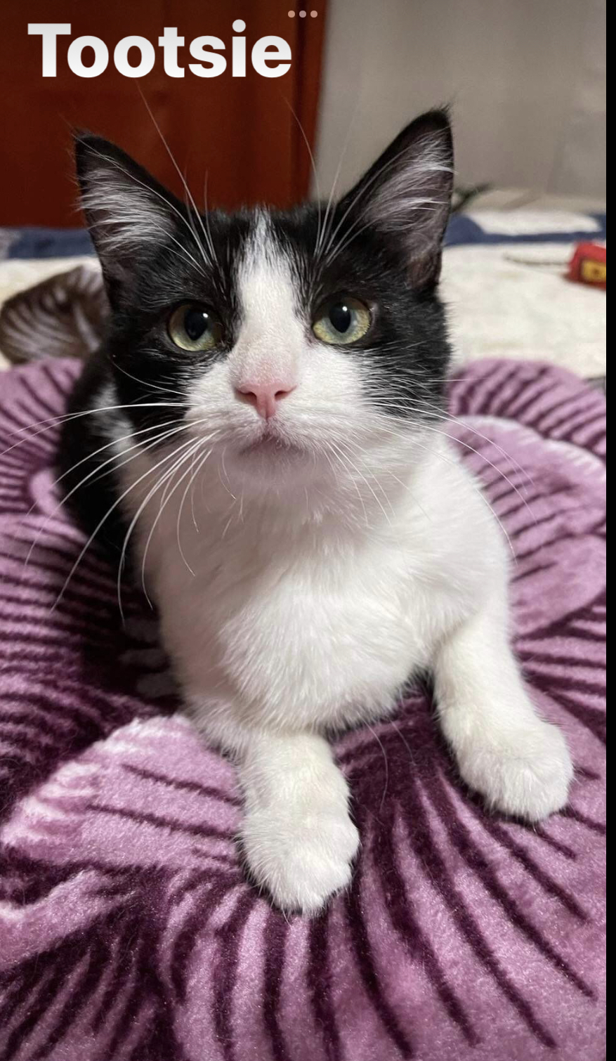 Mild temperatures, warm hearts. These pets will make everything ...
