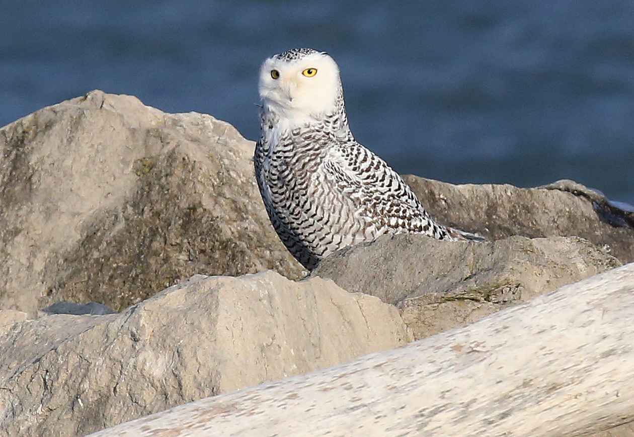 Snowy owls spotted in Lorain Harbor, January 5, 2022 - cleveland.com