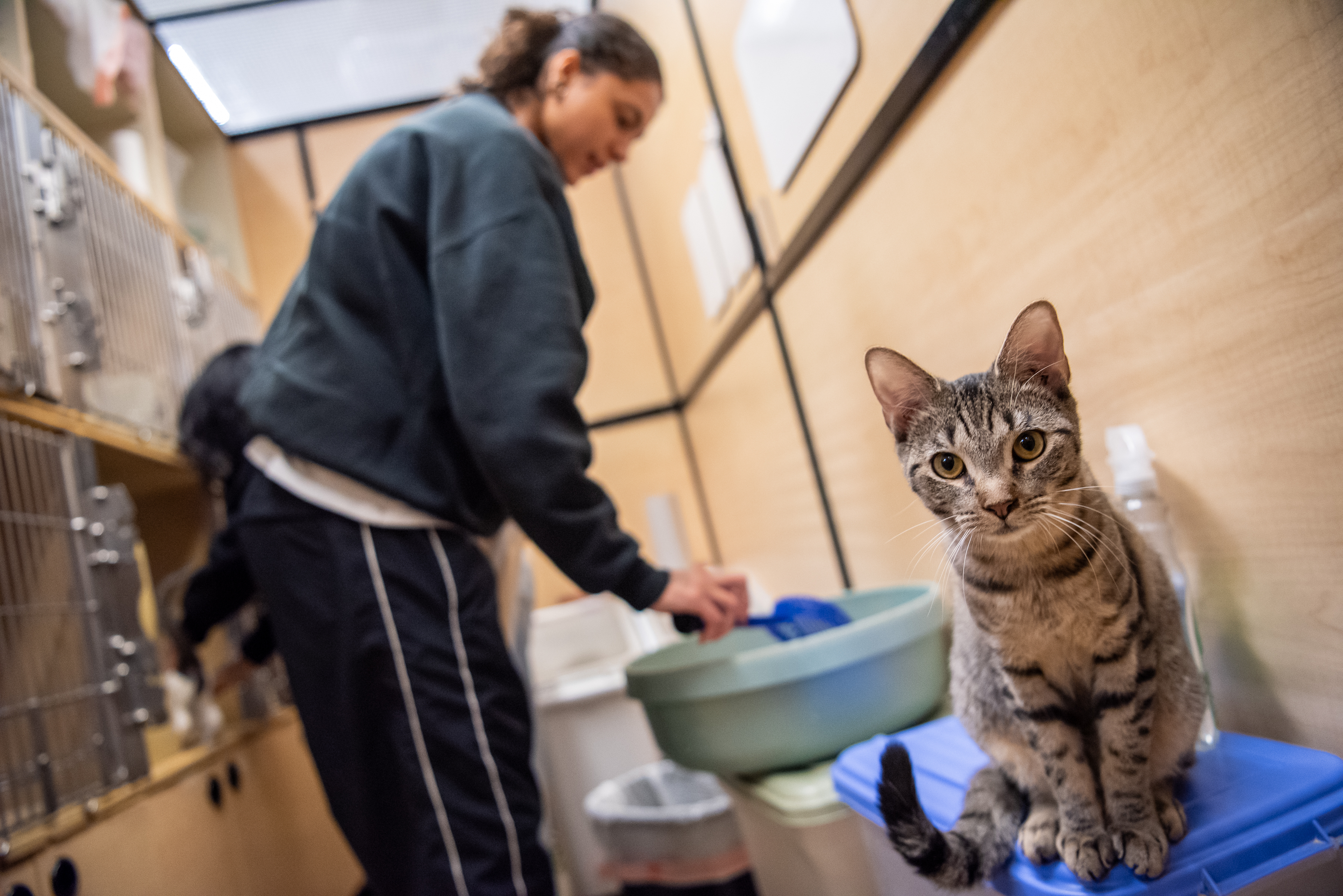 Animal adoption center at Secaucus PetSmart - nj.com