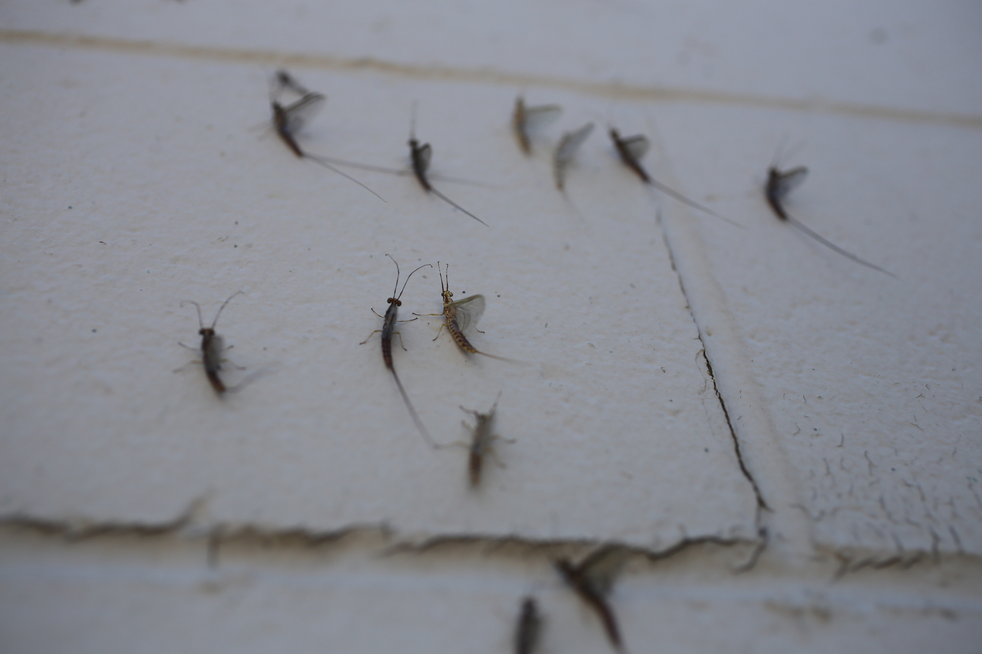 Mayflies make their annual return to cities and towns along Lake Erie ...