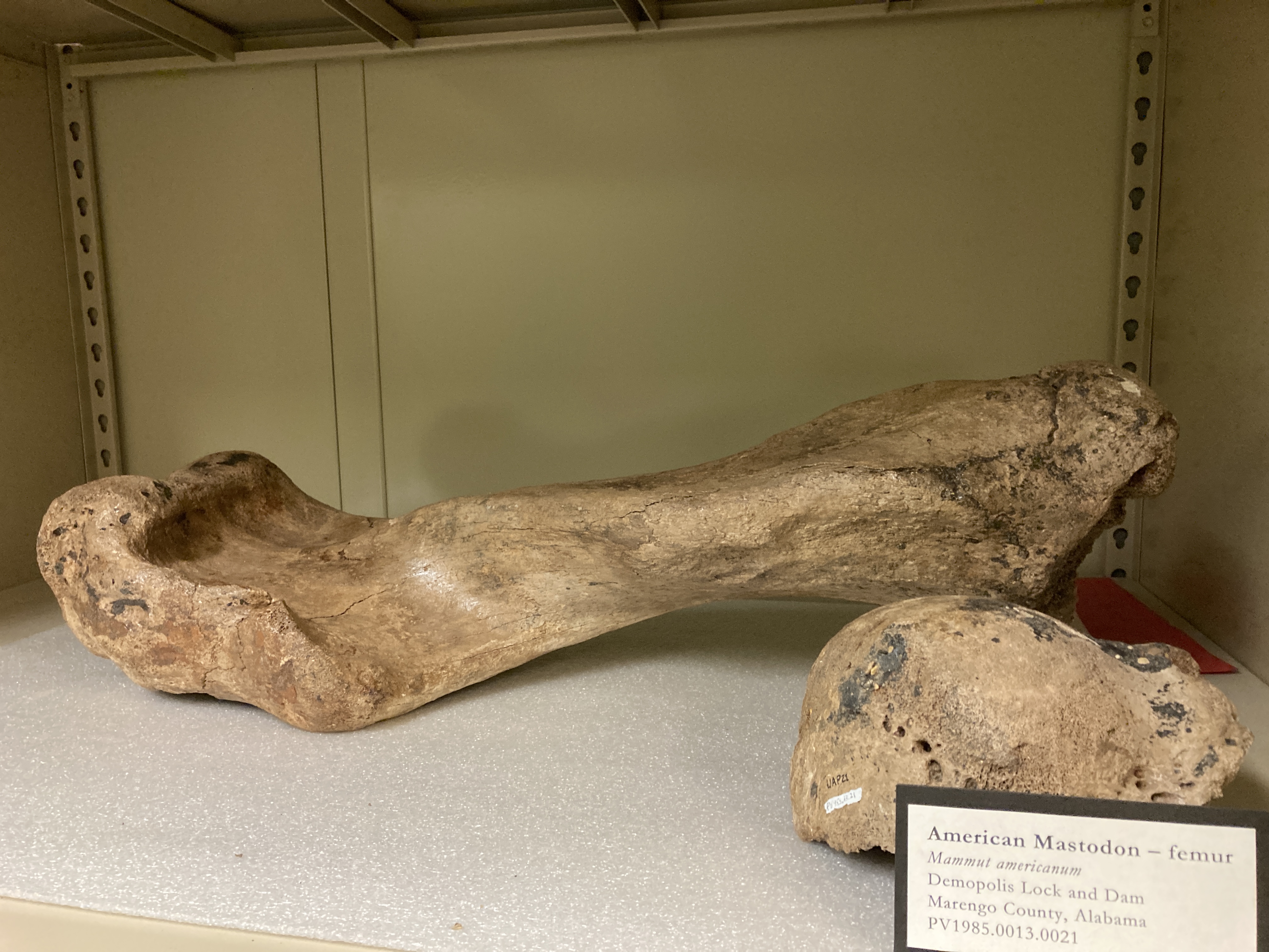 Ancient Alabama - the Ice Ages - al.com
