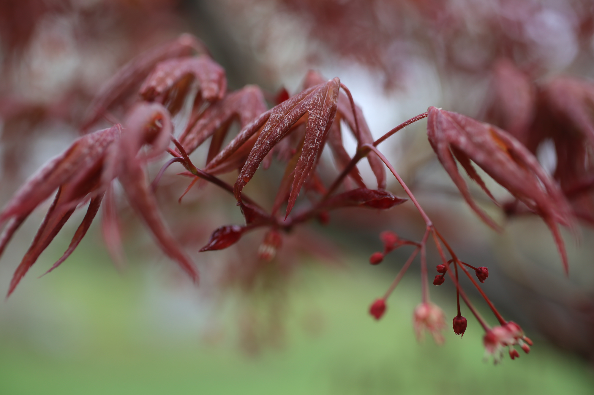 Lake View Cemetery in full bloom - cleveland.com