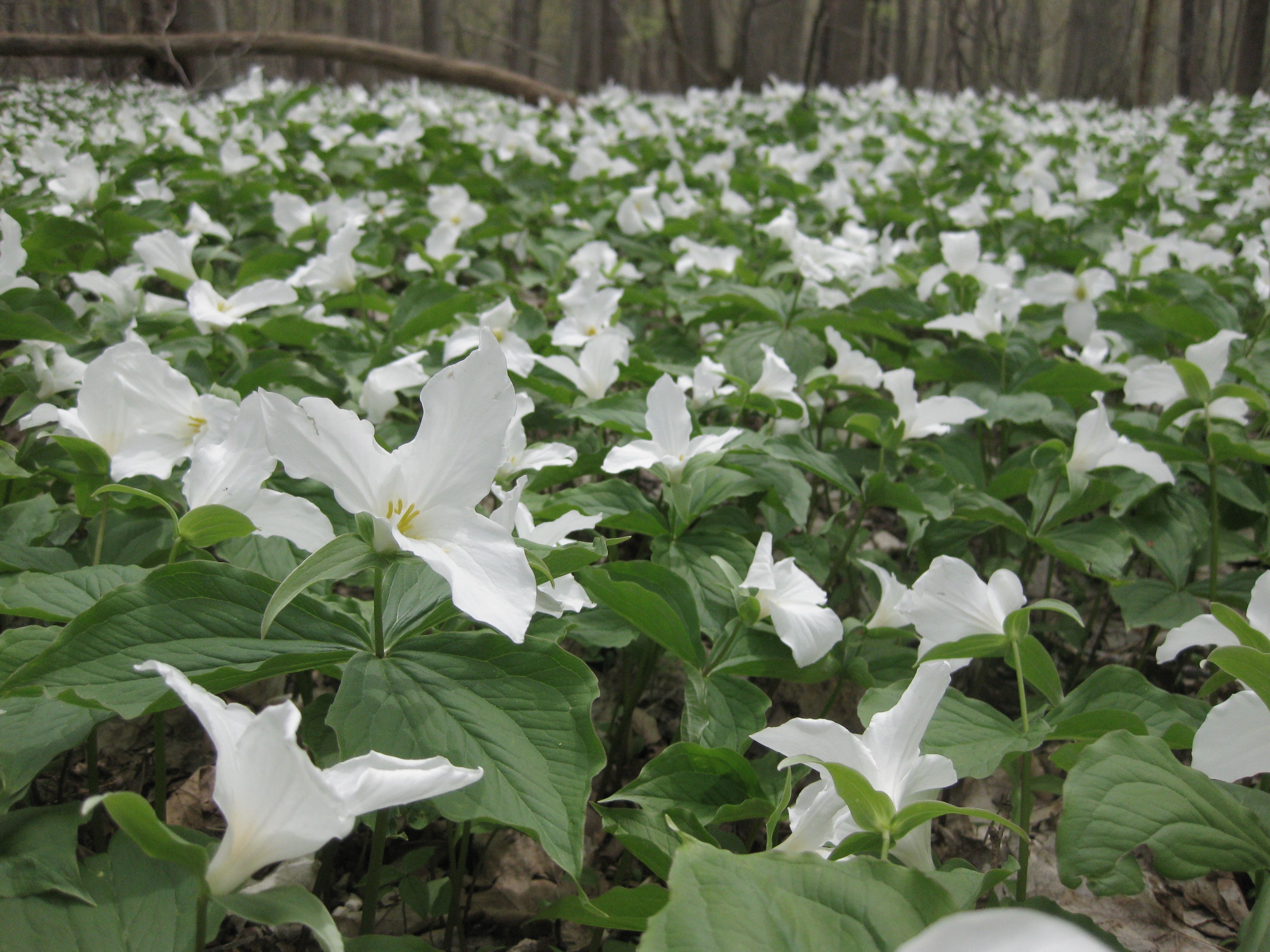 Spring Flowers In New York State | Best Flower Site