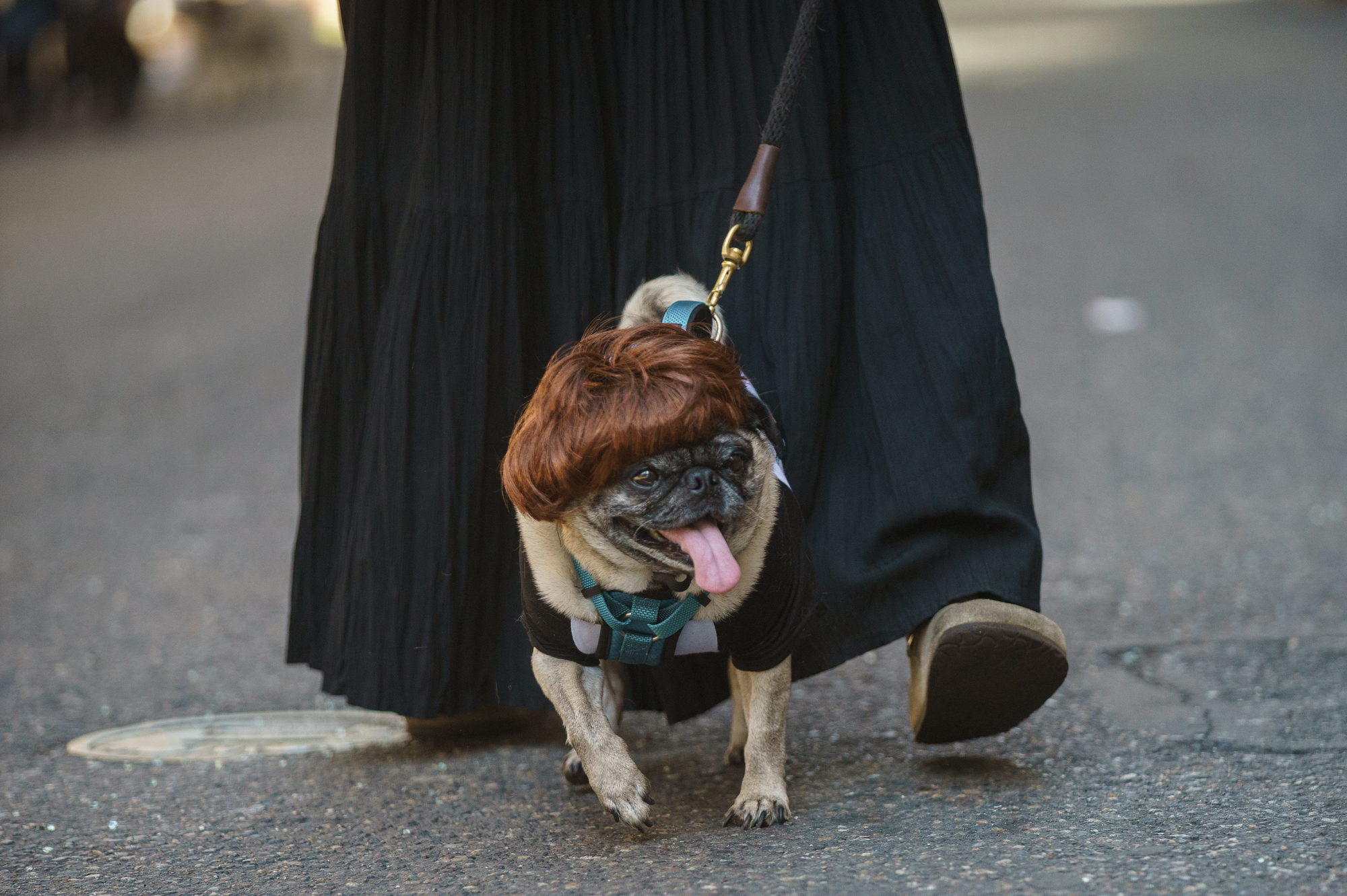 Portland Pug Crawl 2022 - oregonlive.com