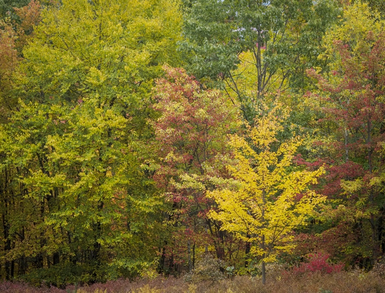 Fall Foliage Time in Western Massachusetts - masslive.com