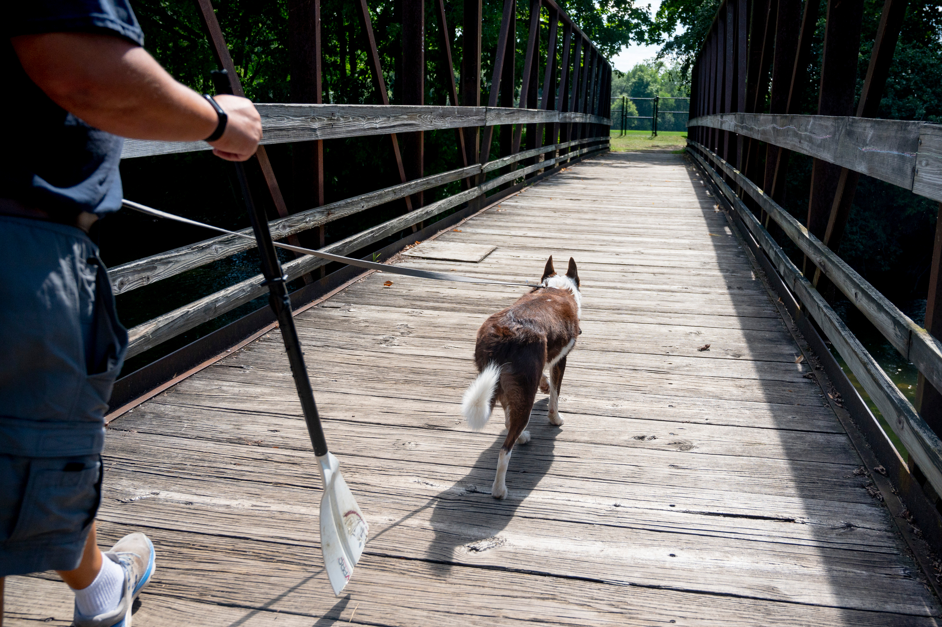 Goose Busters uses dog patrols in Ann Arbor parks to scare off geese ...