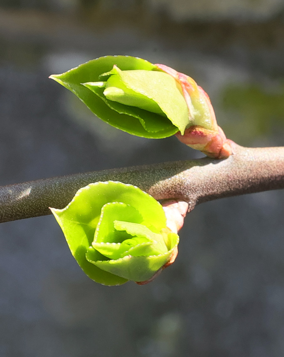 The beauty of Spring 2023 in Northeast Ohio - cleveland.com
