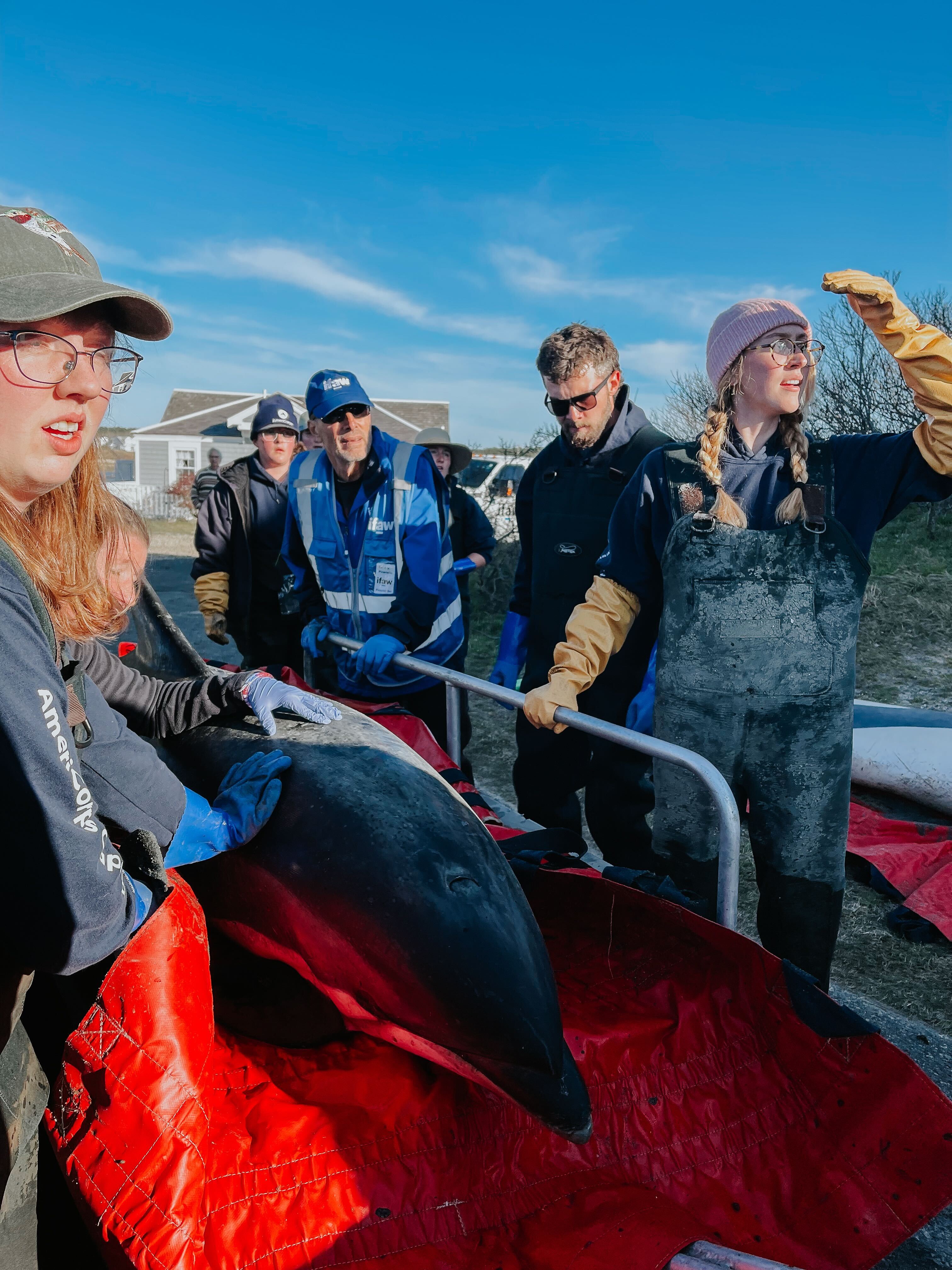 IFAW dolphin rescue off Cape Cod - masslive.com