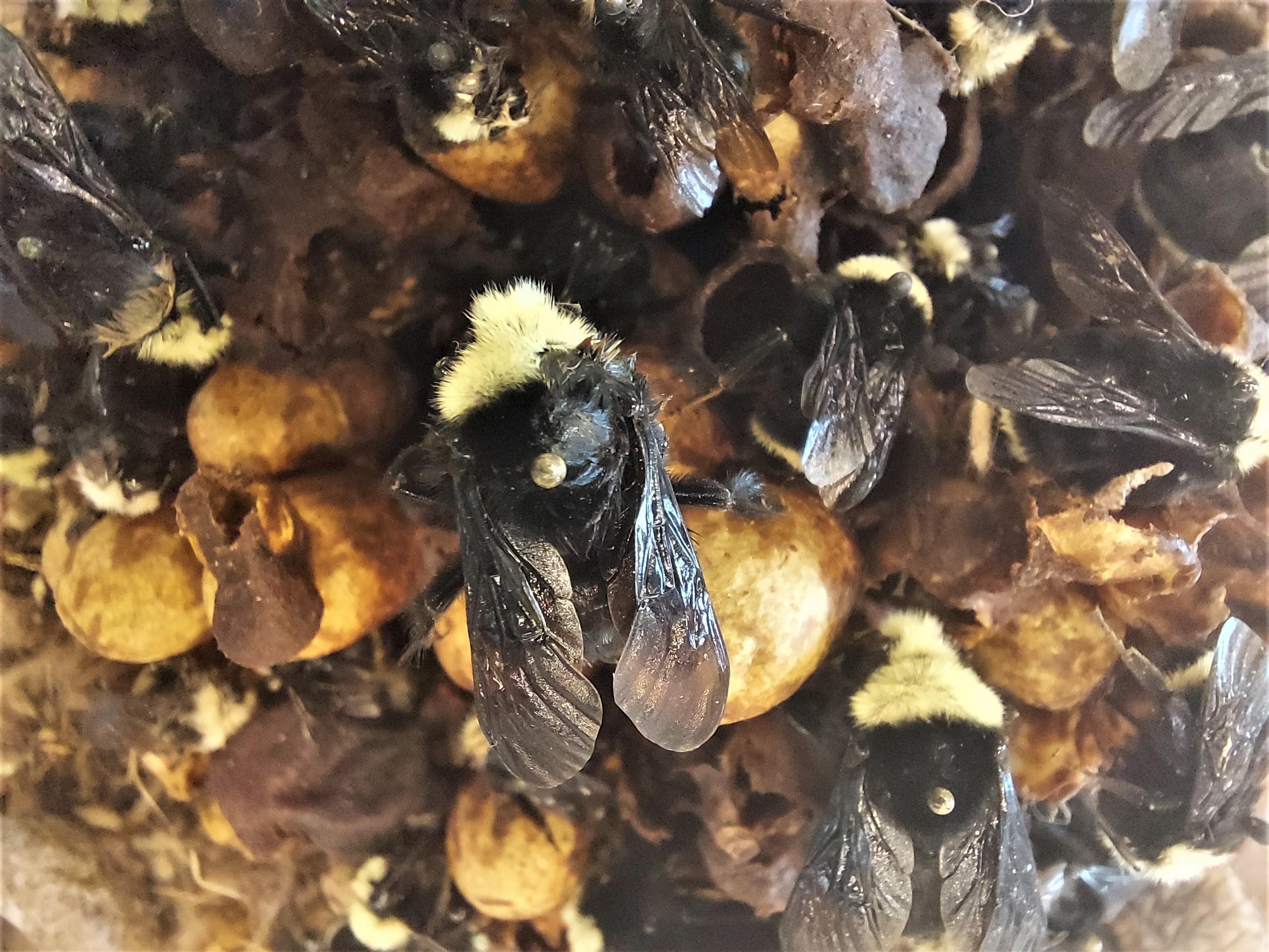 Oregon State Fair - oregonlive.com