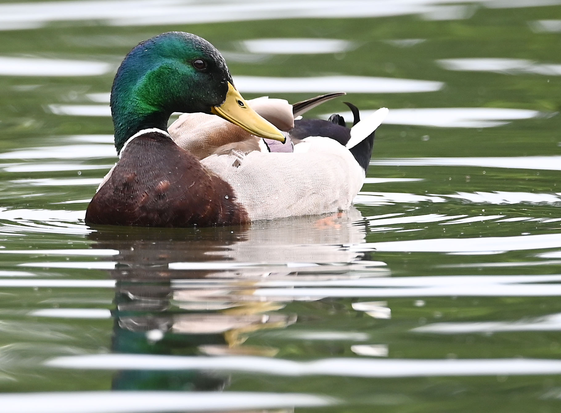 Webster Pond - syracuse.com