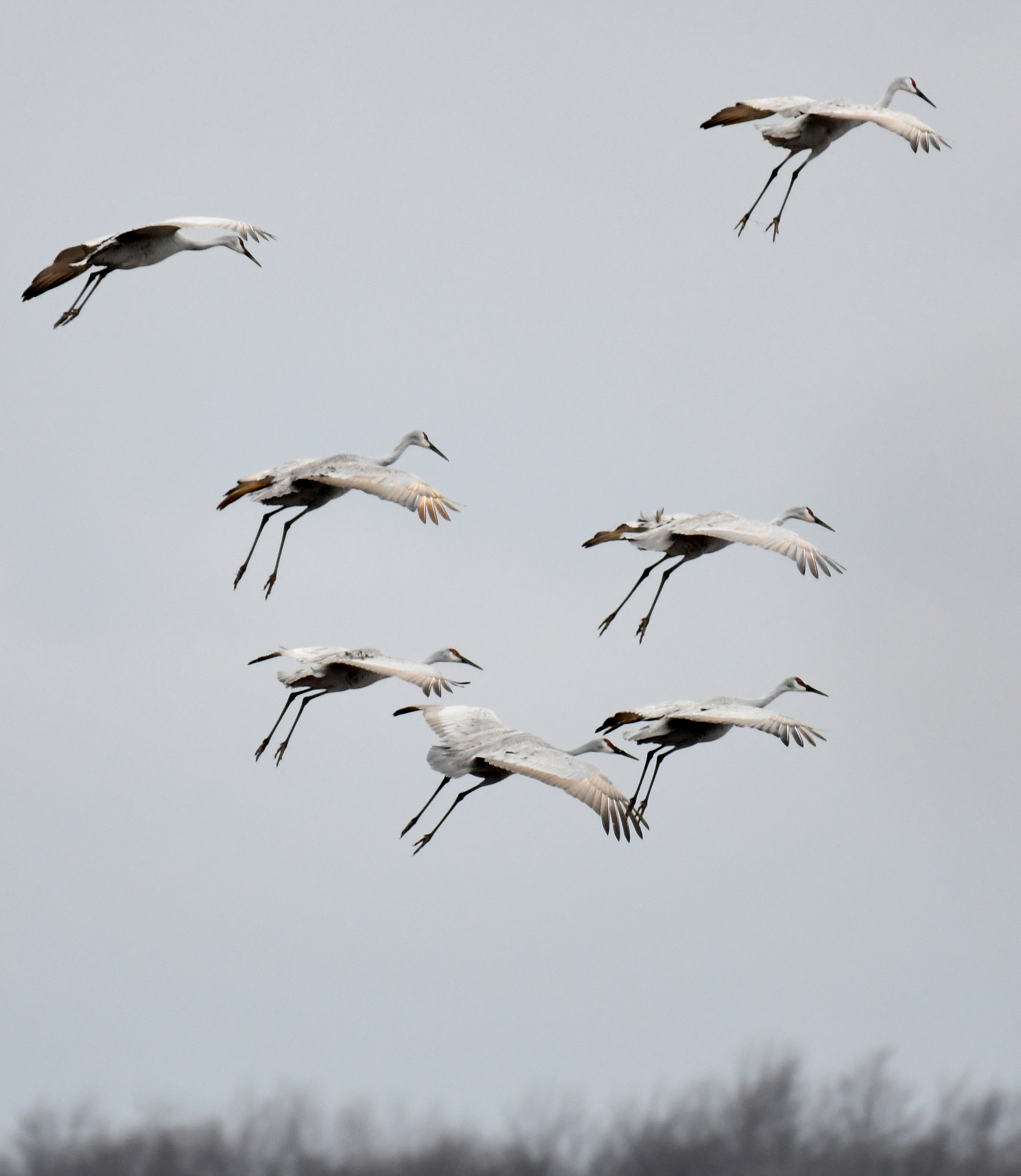 Migratory Cranes