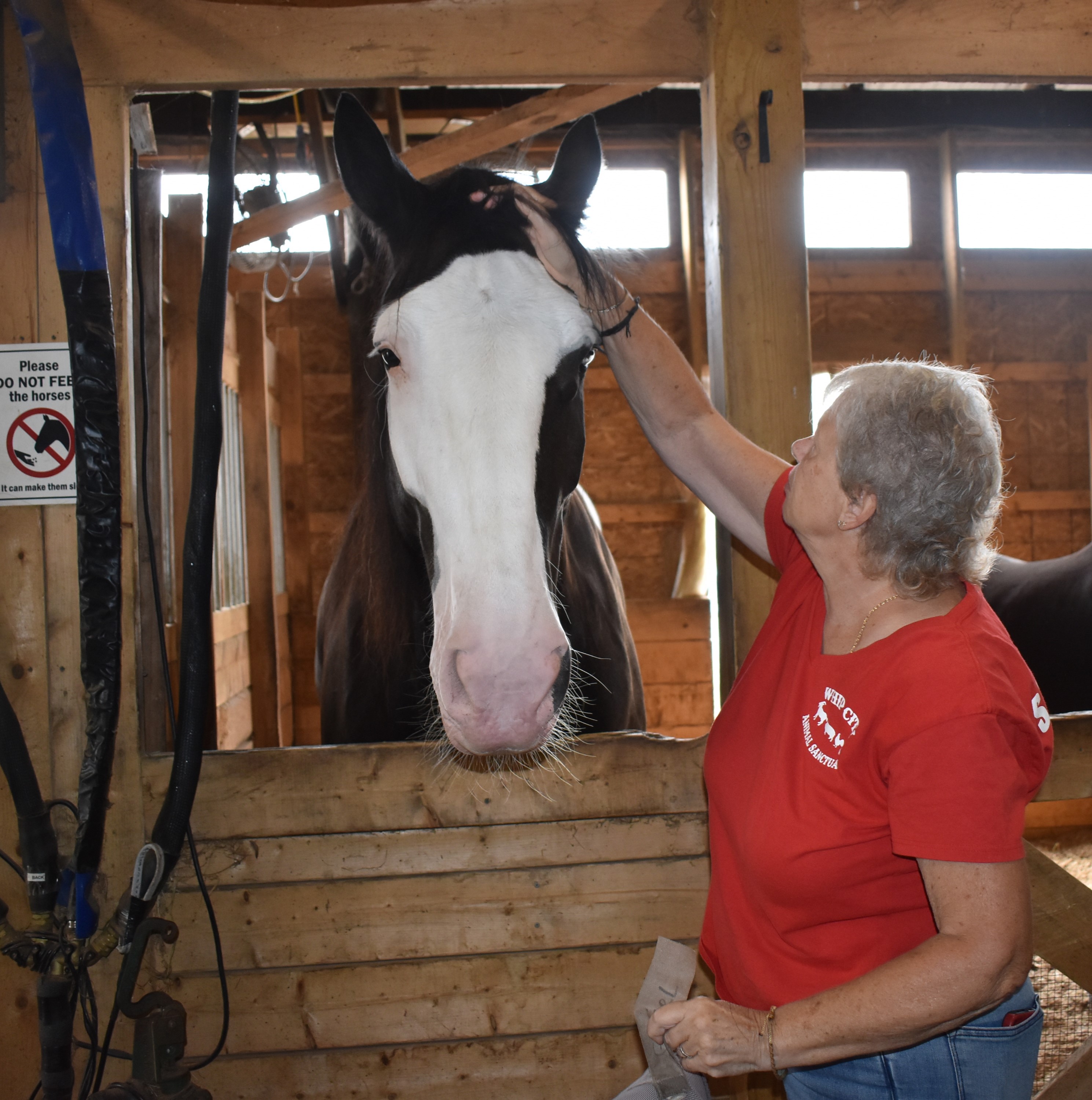 Whip City Animal Sanctuary to honor land donor - masslive.com