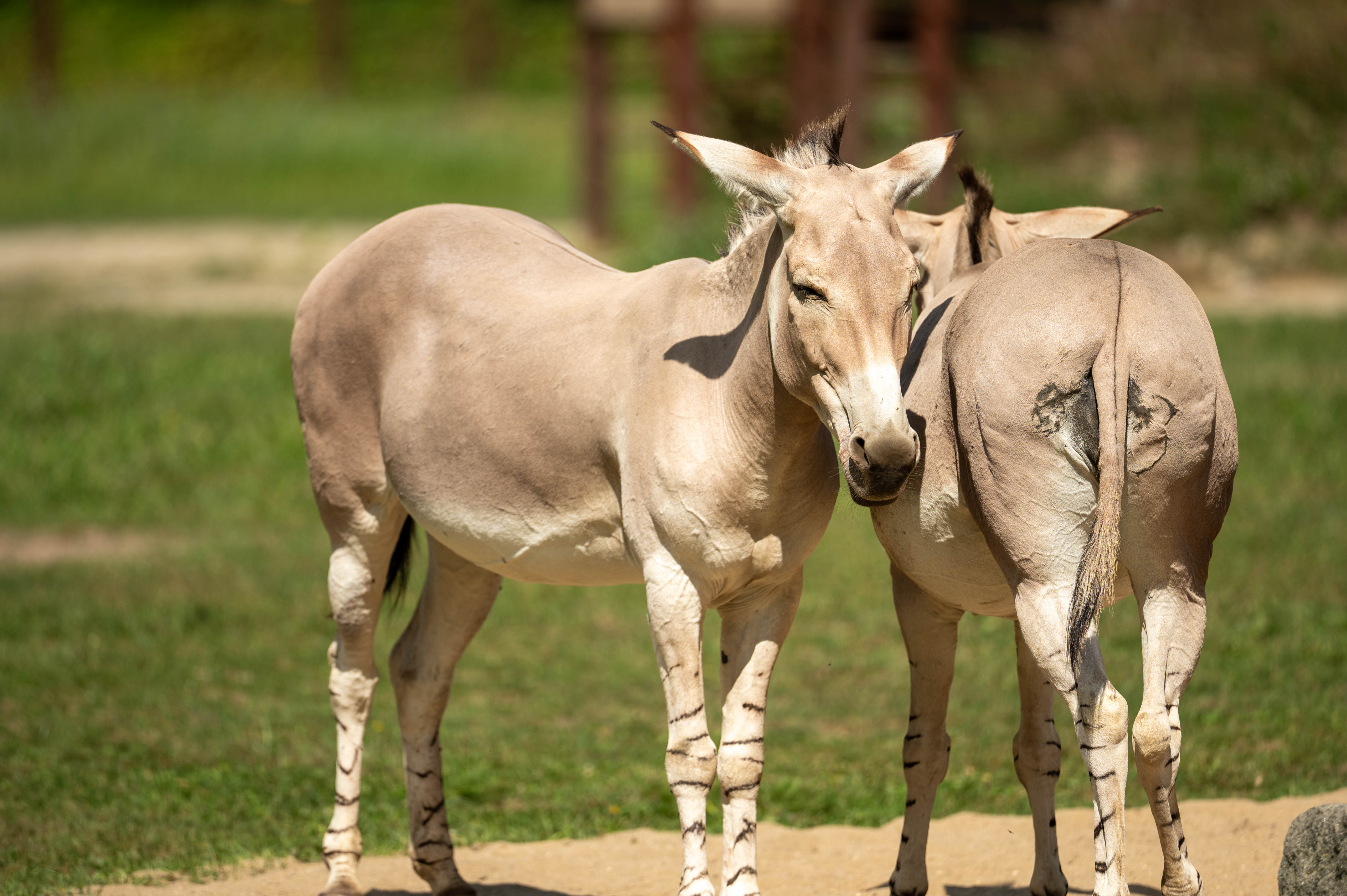 Franklin Park Zoo president retiring, leaves 1,000 animals, 1M visitors ...