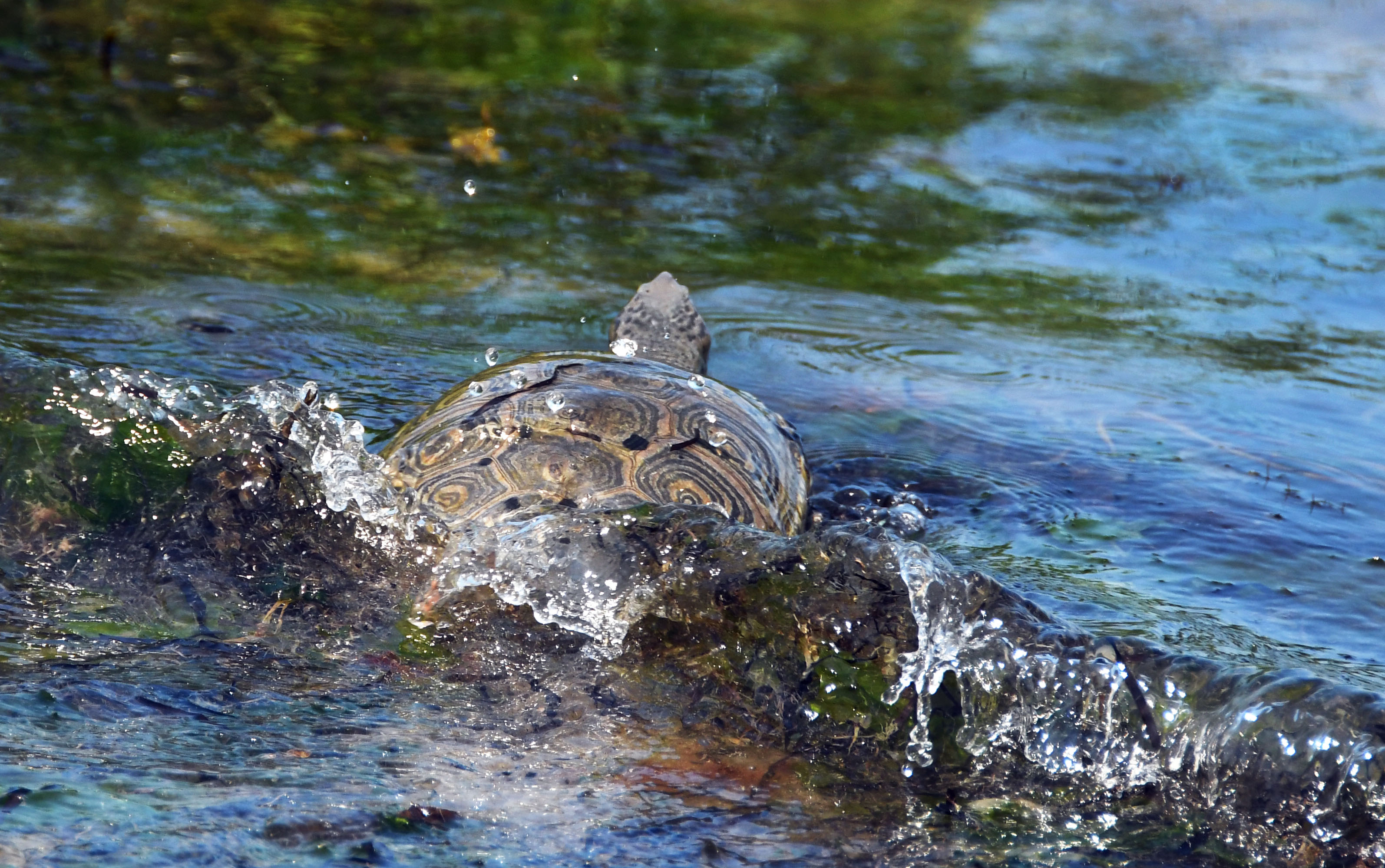 Visitors learn about diamondback terrapins on Long Beach Island - nj.com