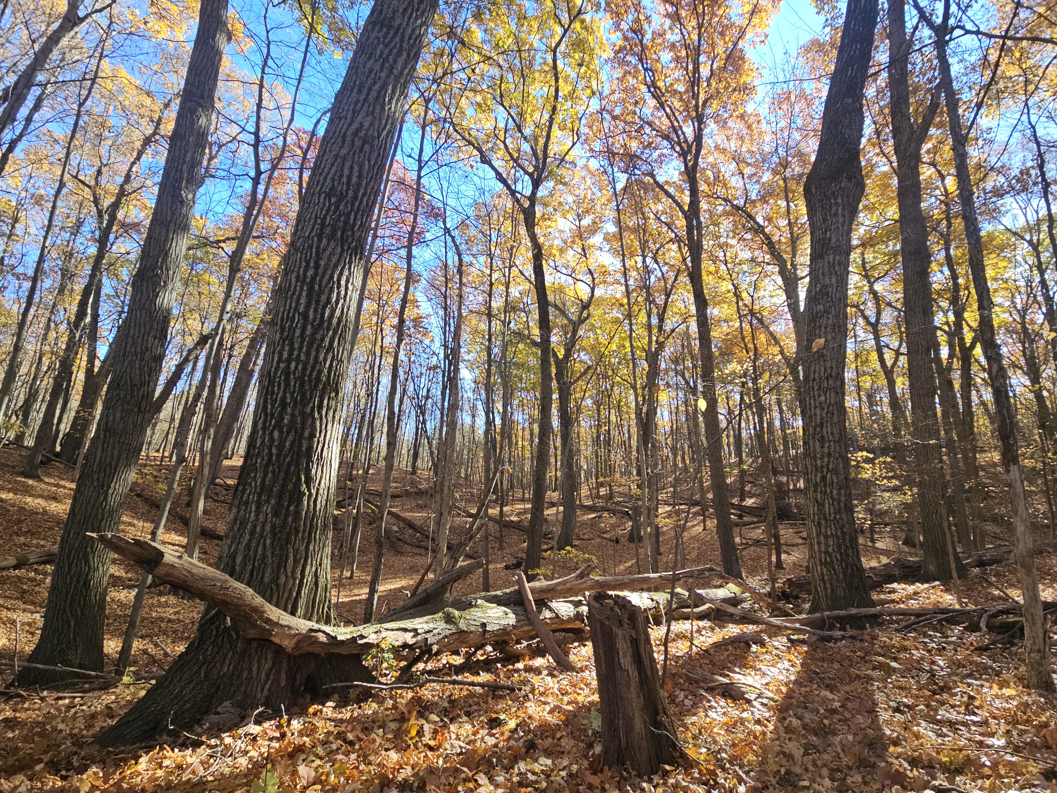 A rare old-growth forest in suburban Detroit - mlive.com