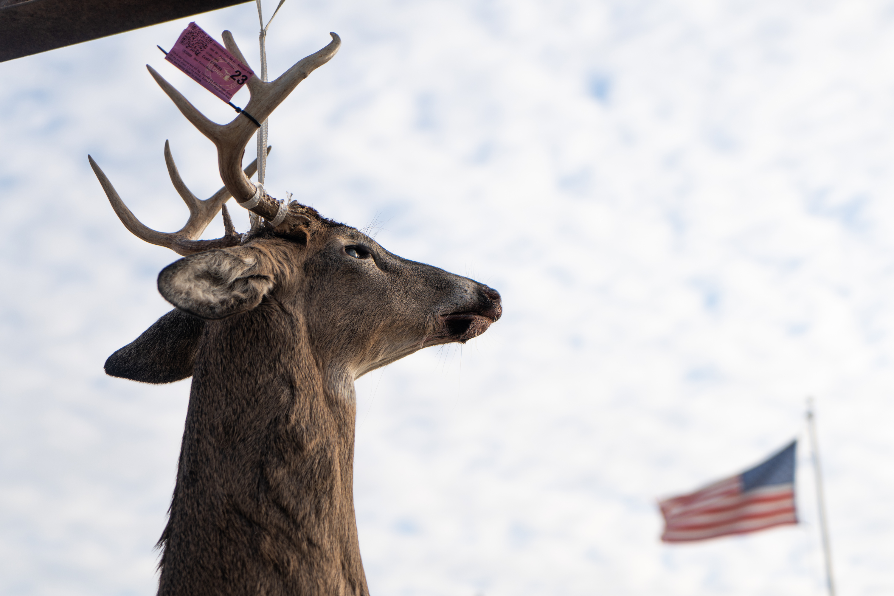 Hunters make their way to the buck poles on opening day - mlive.com