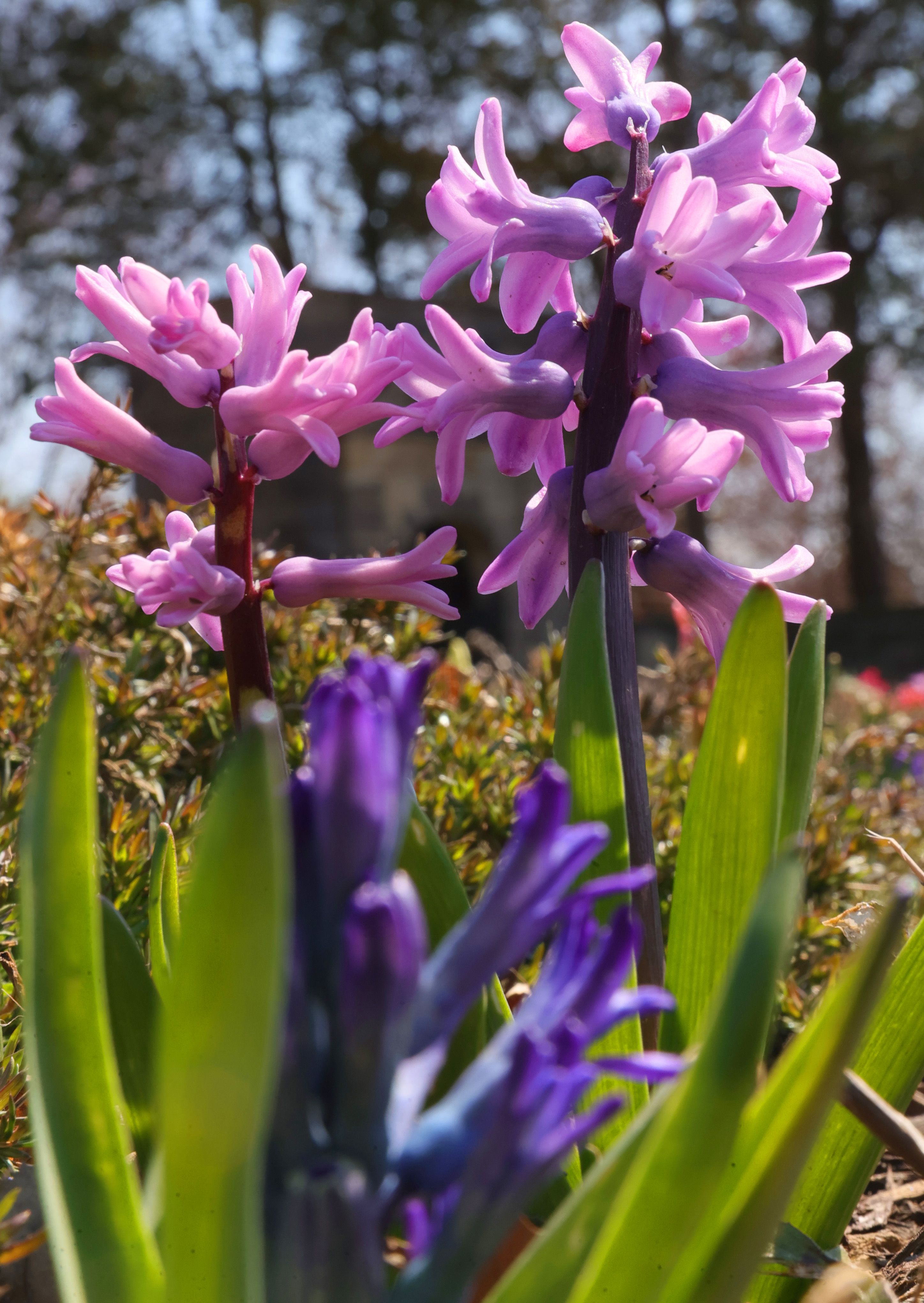 The beauty of Spring 2023 in Northeast Ohio - cleveland.com