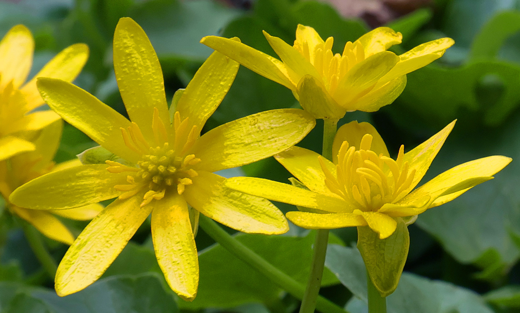 The beauty of Spring 2023 in Northeast Ohio - cleveland.com