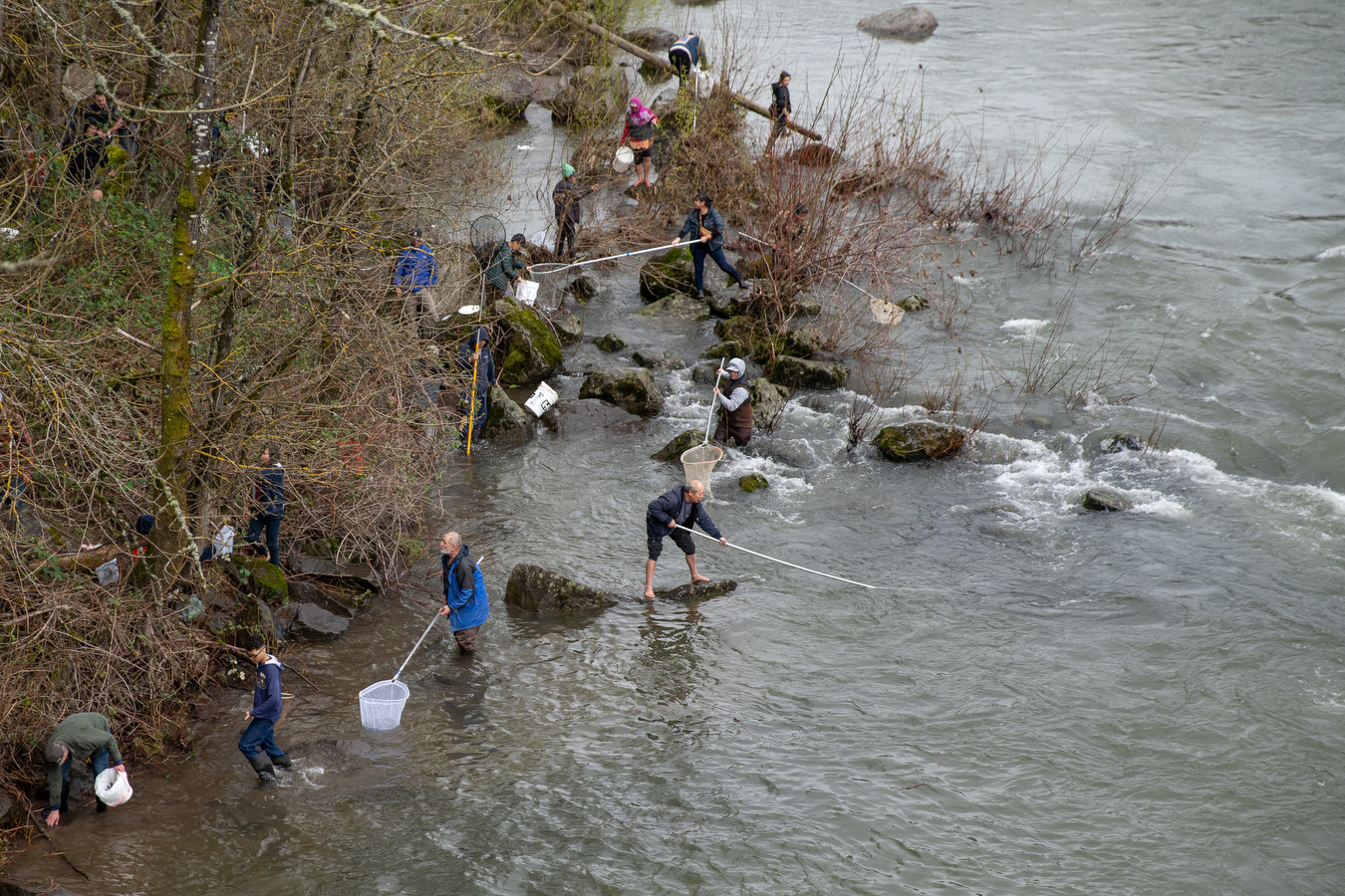 Sandy River smelt run 2025 - oregonlive.com