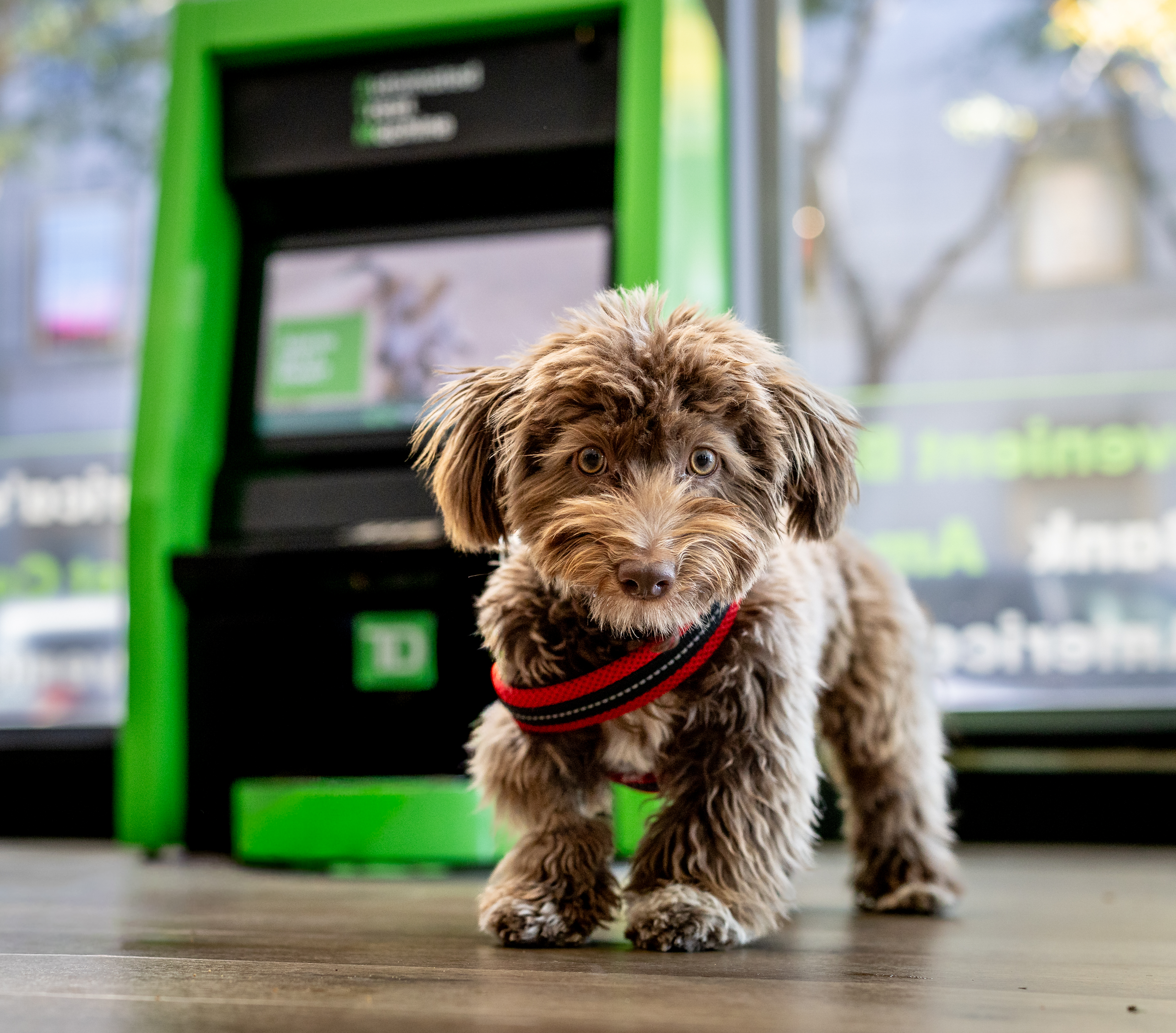 Boston dog ATM - masslive.com