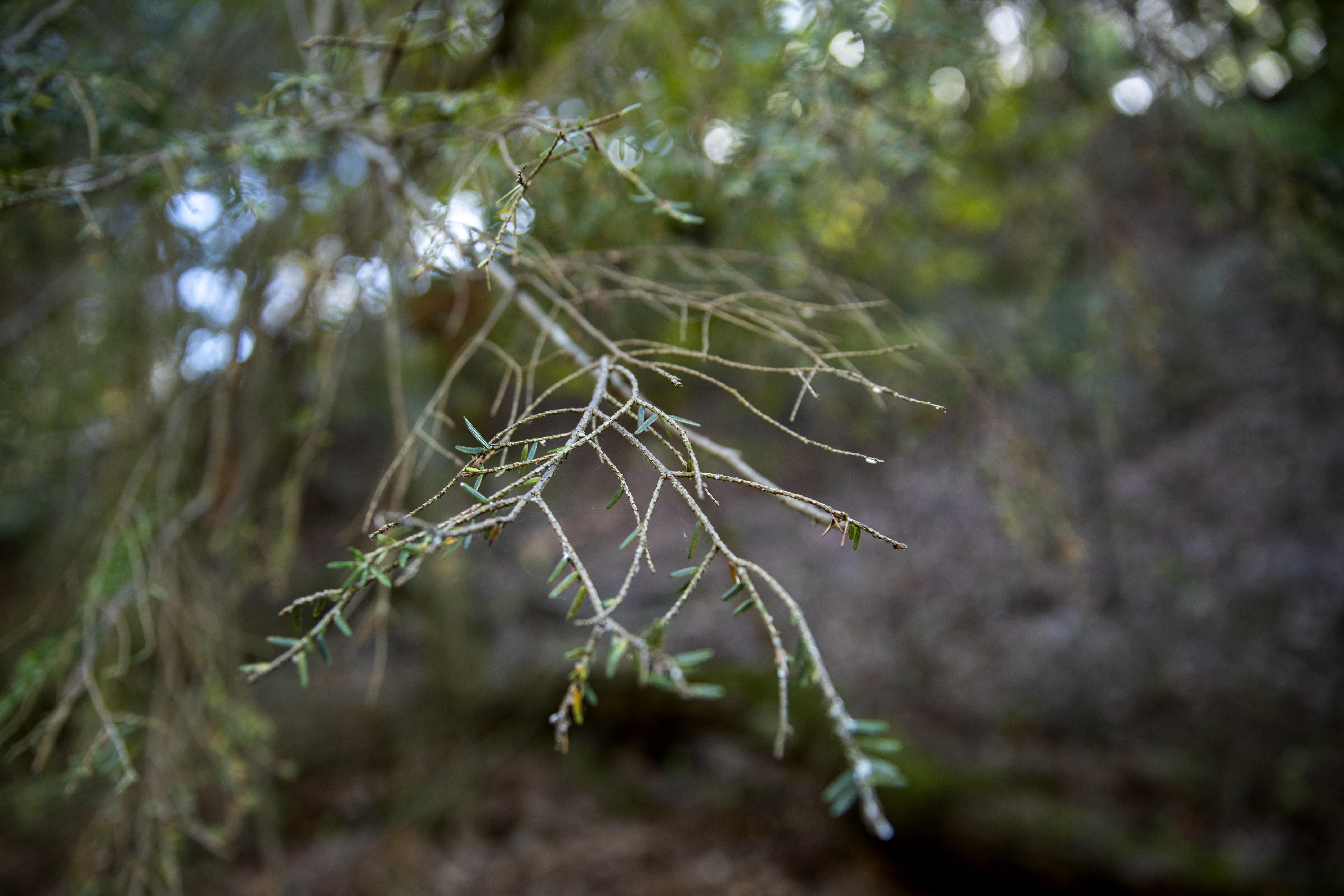 Eastern hemlock tree infestation - mlive.com