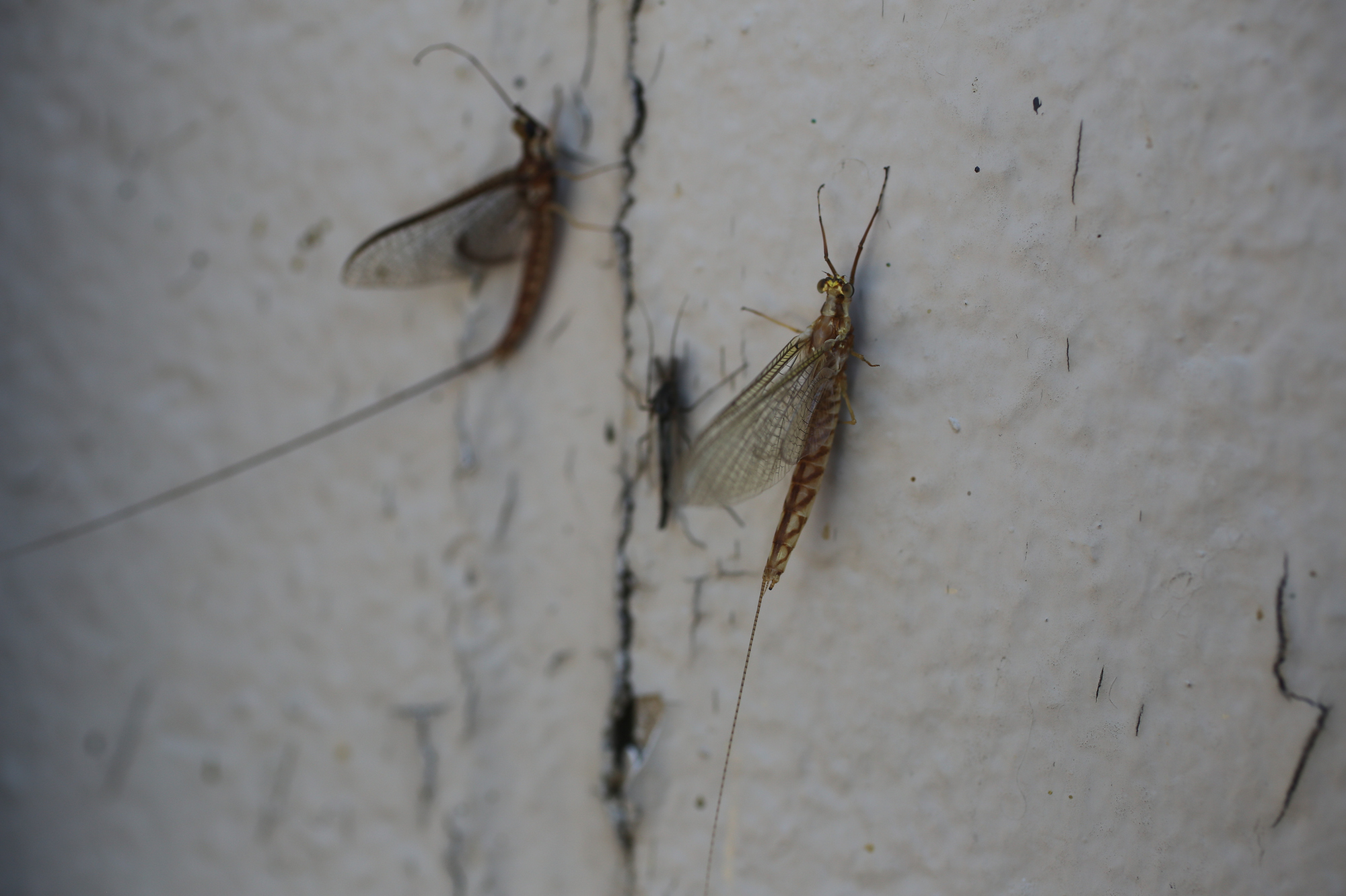 Mayflies make their annual return to cities and towns along Lake Erie ...