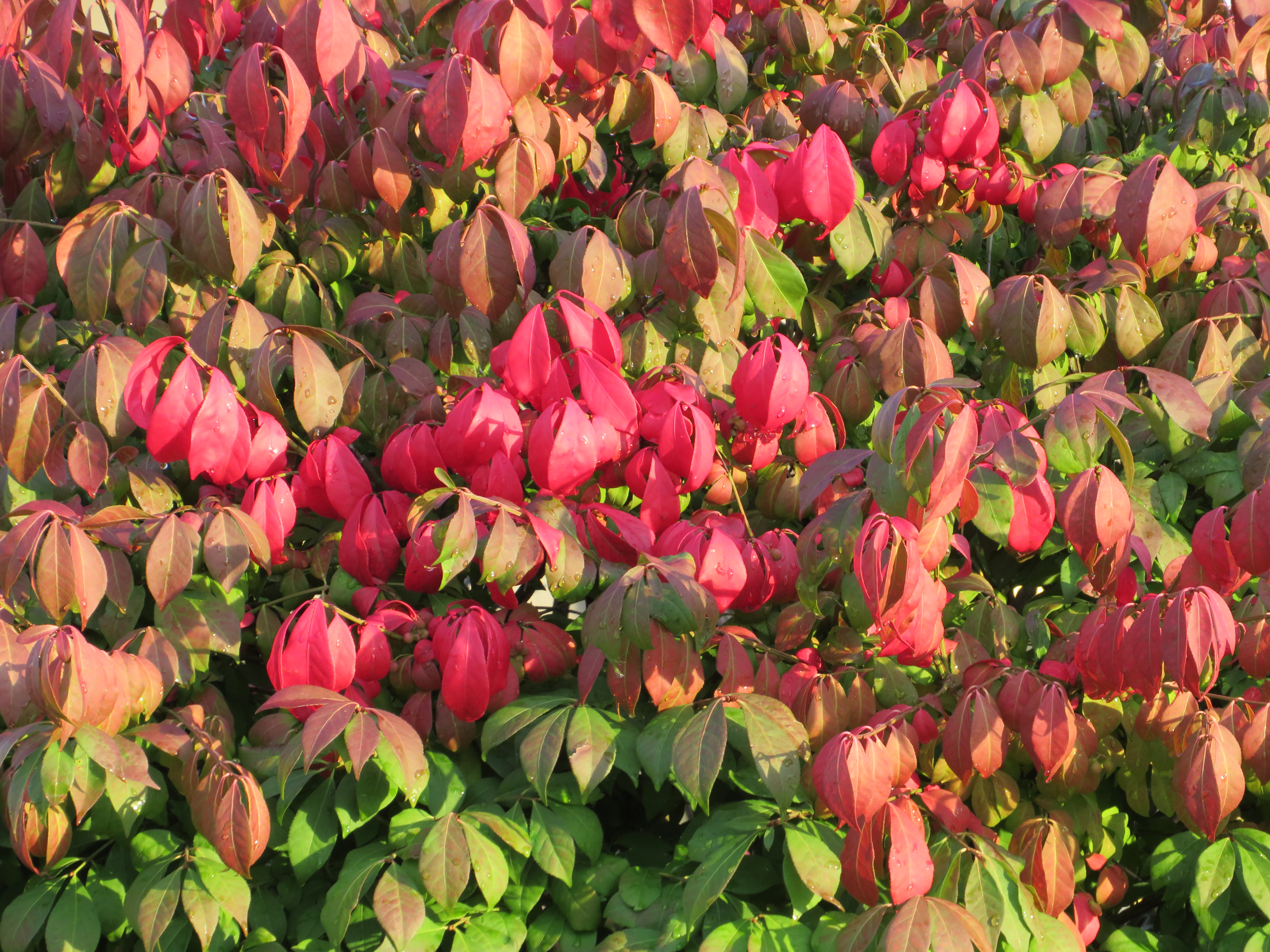 Invasive Japanese barberry and winged-burning bush - mlive.com