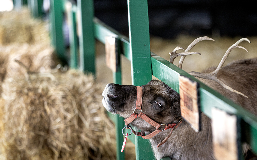 Santa’s reindeer at Hersheypark receive clean bill of health for ...