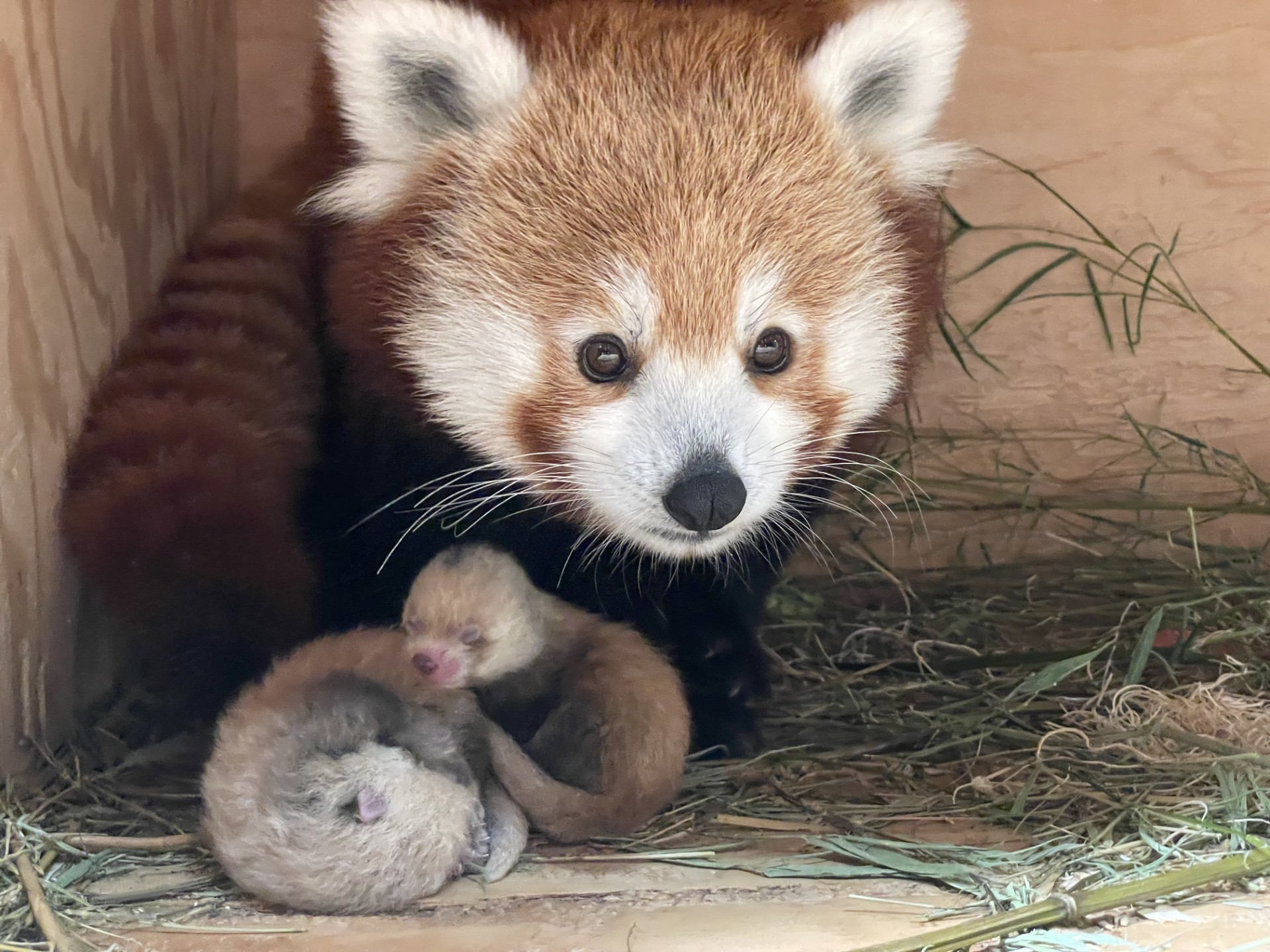 Baby Red Pandas Playing