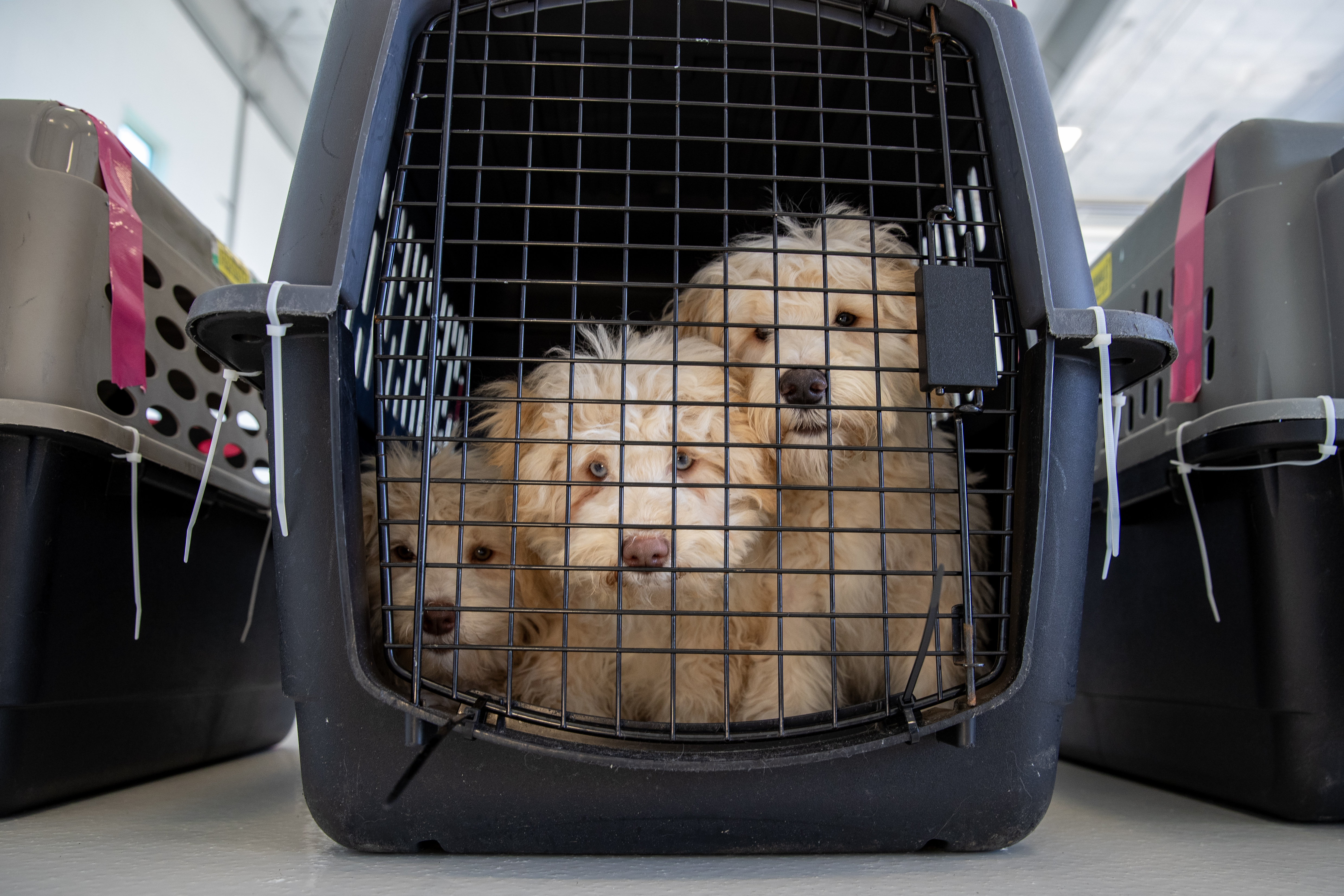 Bissell Pet Foundation rescues dogs from alleged puppy mill - mlive.com