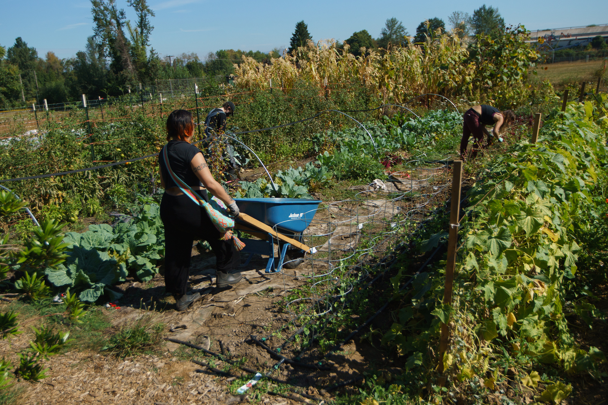 Native American Youth and Family Center's community garden - oregonlive.com