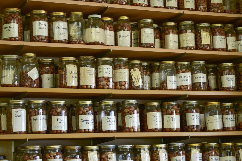 Oregon State scientist sees future in homegrown hazelnuts - oregonlive.com