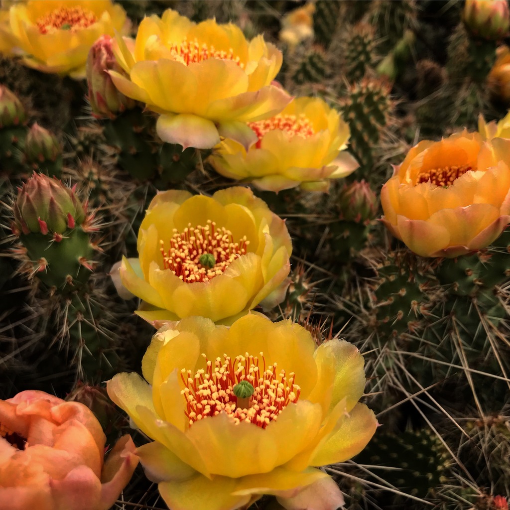 Hardy cacti - oregonlive.com