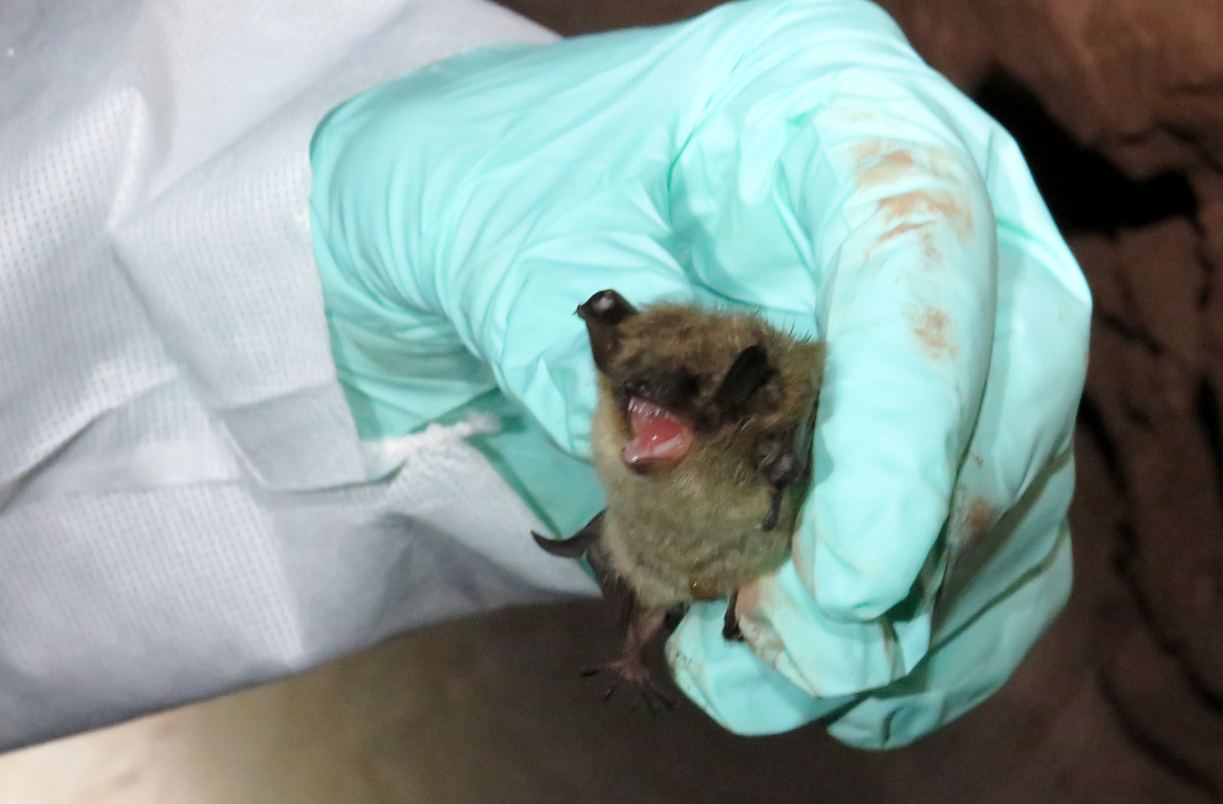 Cooling a copper mine to save bats from white nose syndrome - mlive.com