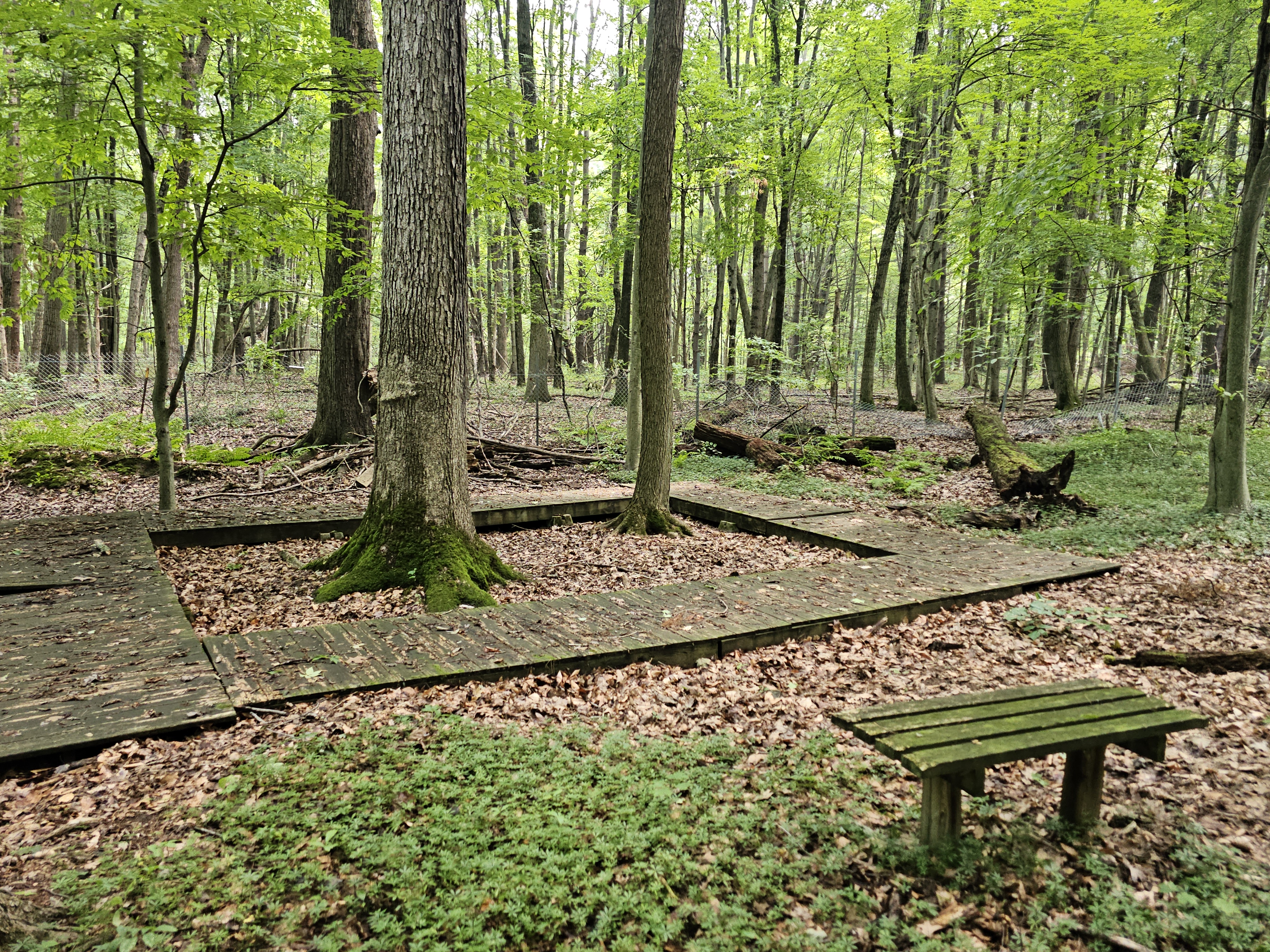 A rare old-growth forest in suburban Detroit - mlive.com