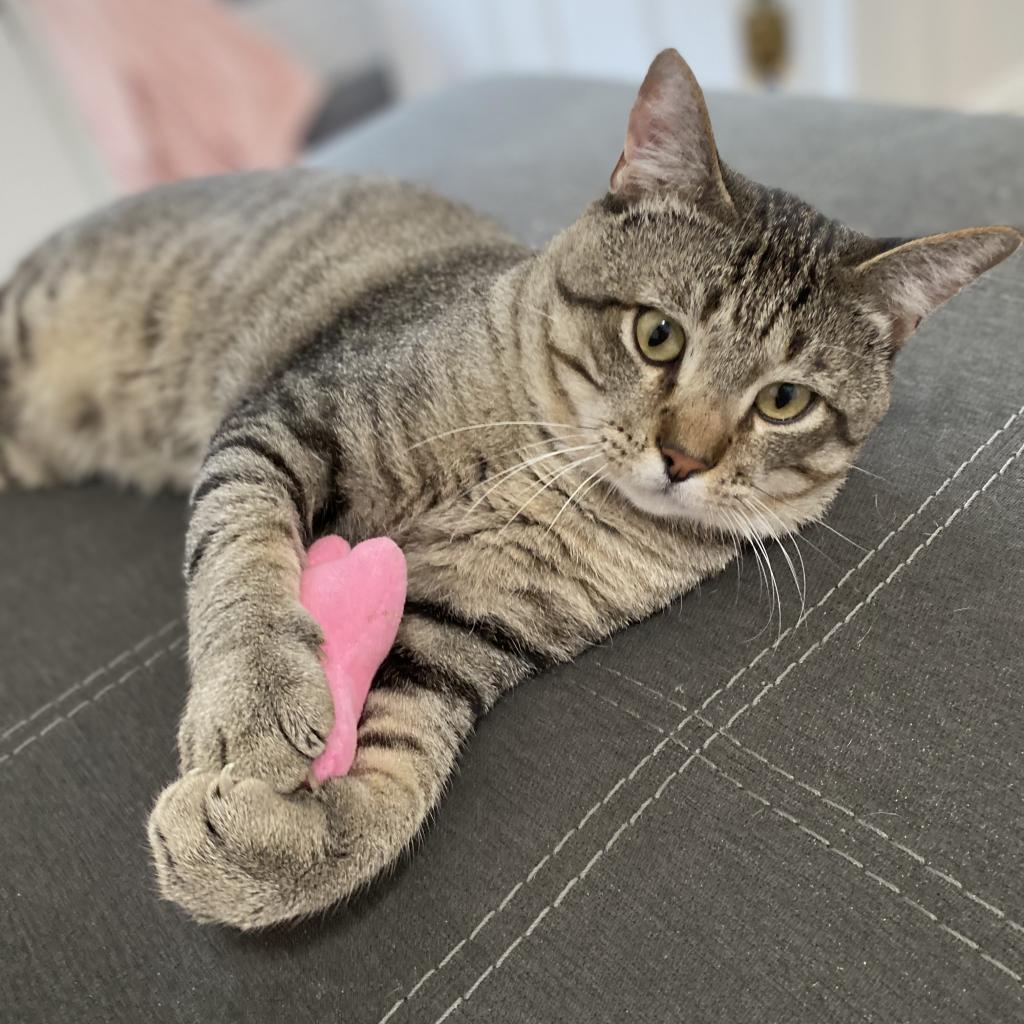 Spend this chilly weekend with an adoptable: Nov 6-7 - silive.com