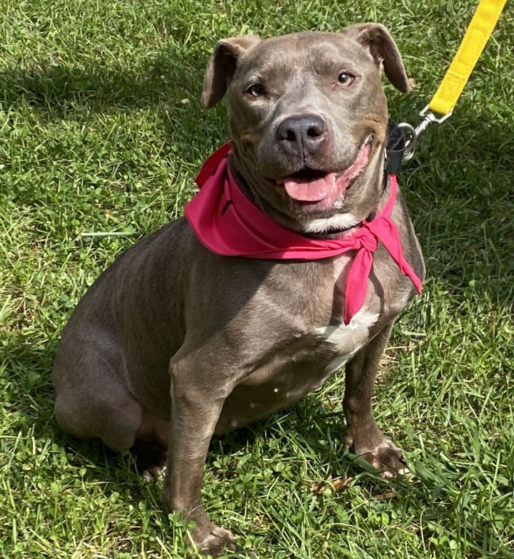 N.J. pets in need: Oct. 31, 2022 - nj.com
