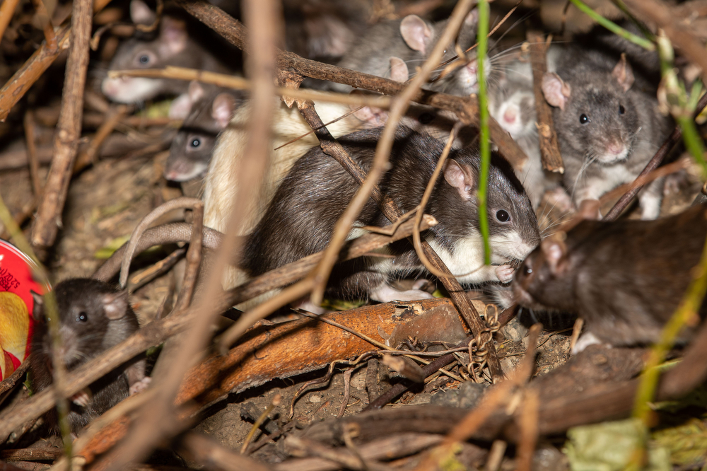 Abandoned domestic rats caught in Harrisburg - pennlive.com