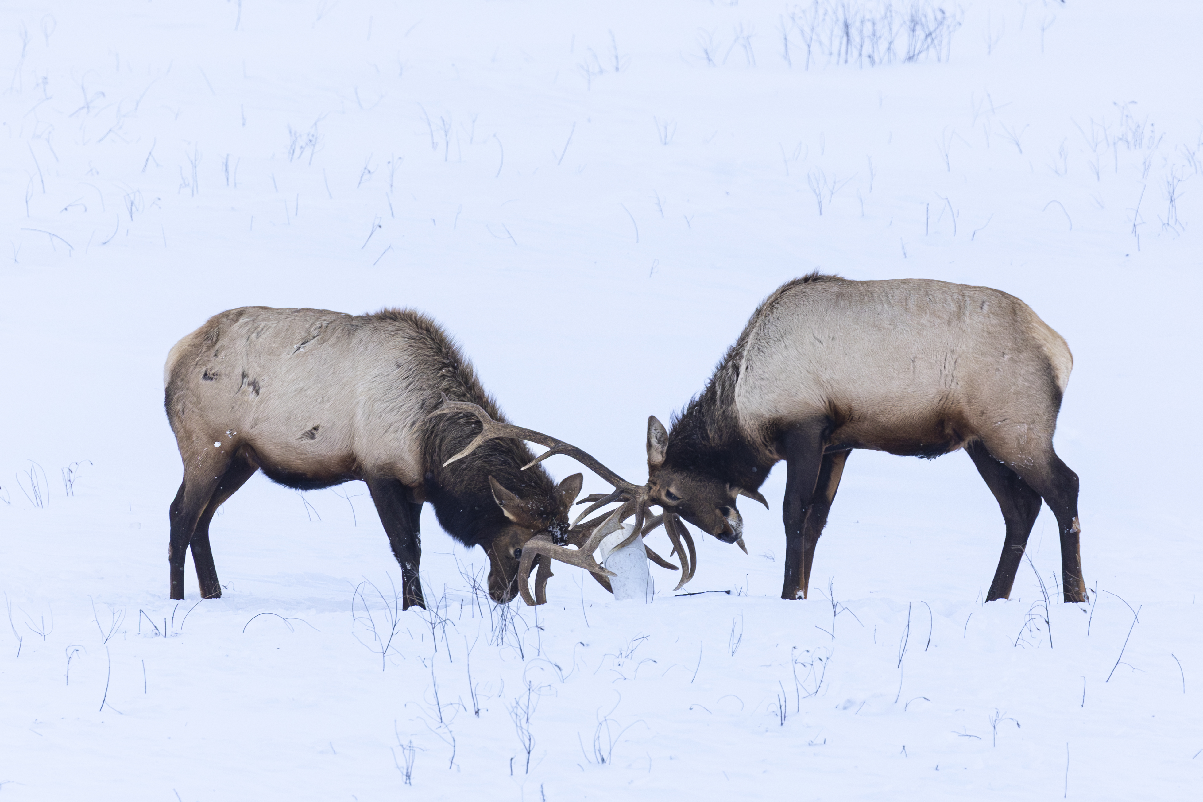 Elk View Park in Gaylord - mlive.com